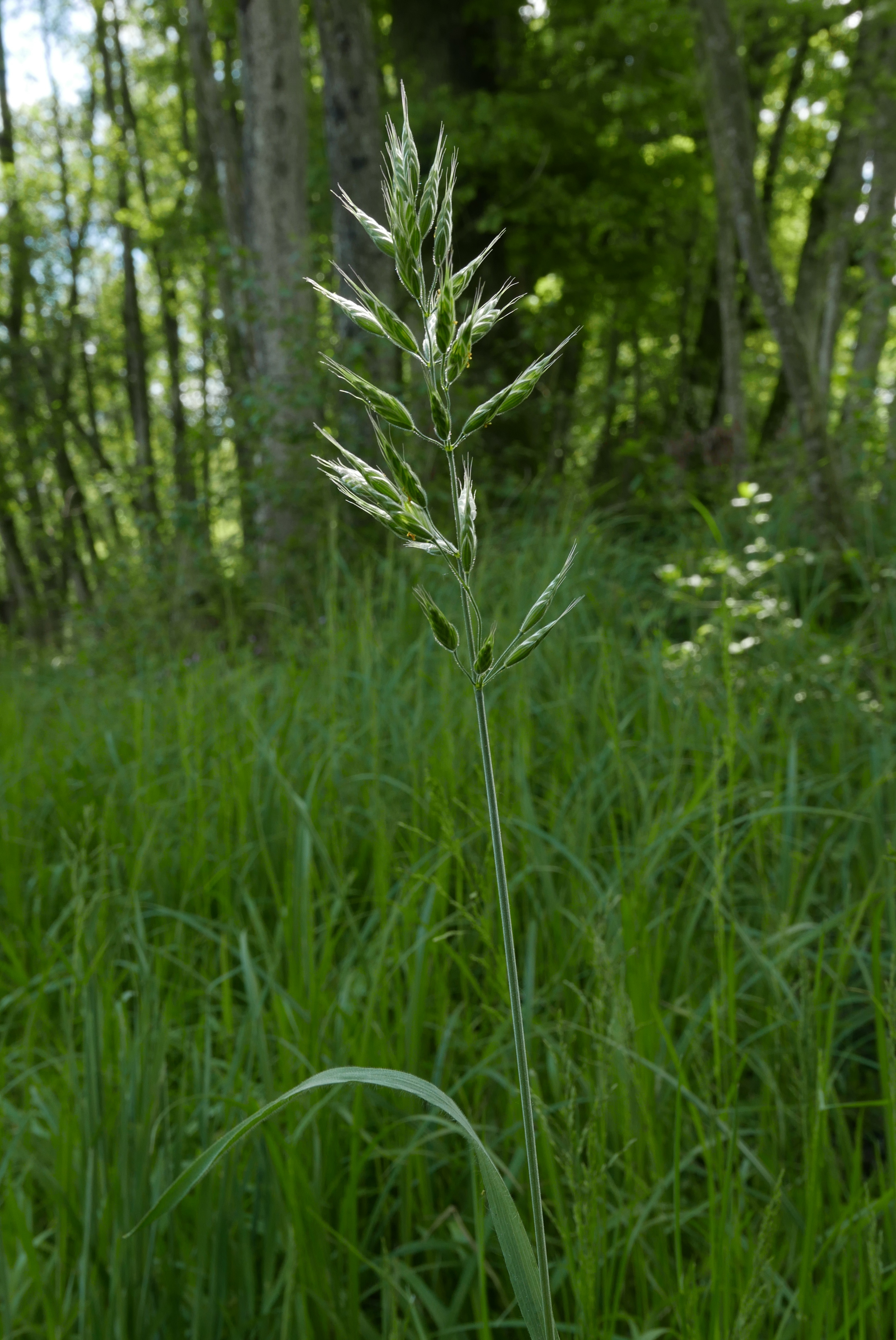 Bromus hordeaceus L.
