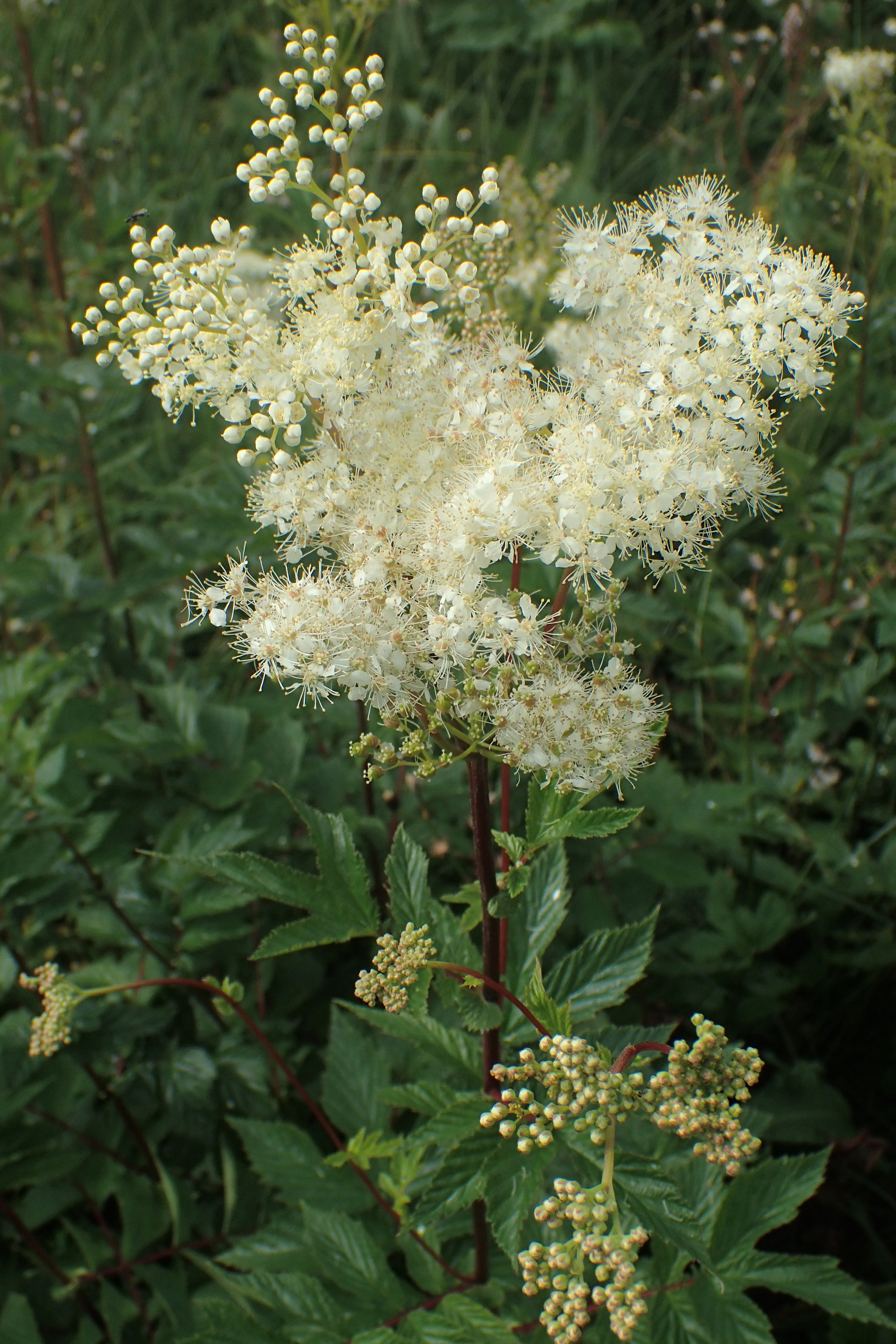 Filipendula ulmaria (L.) Maxim.