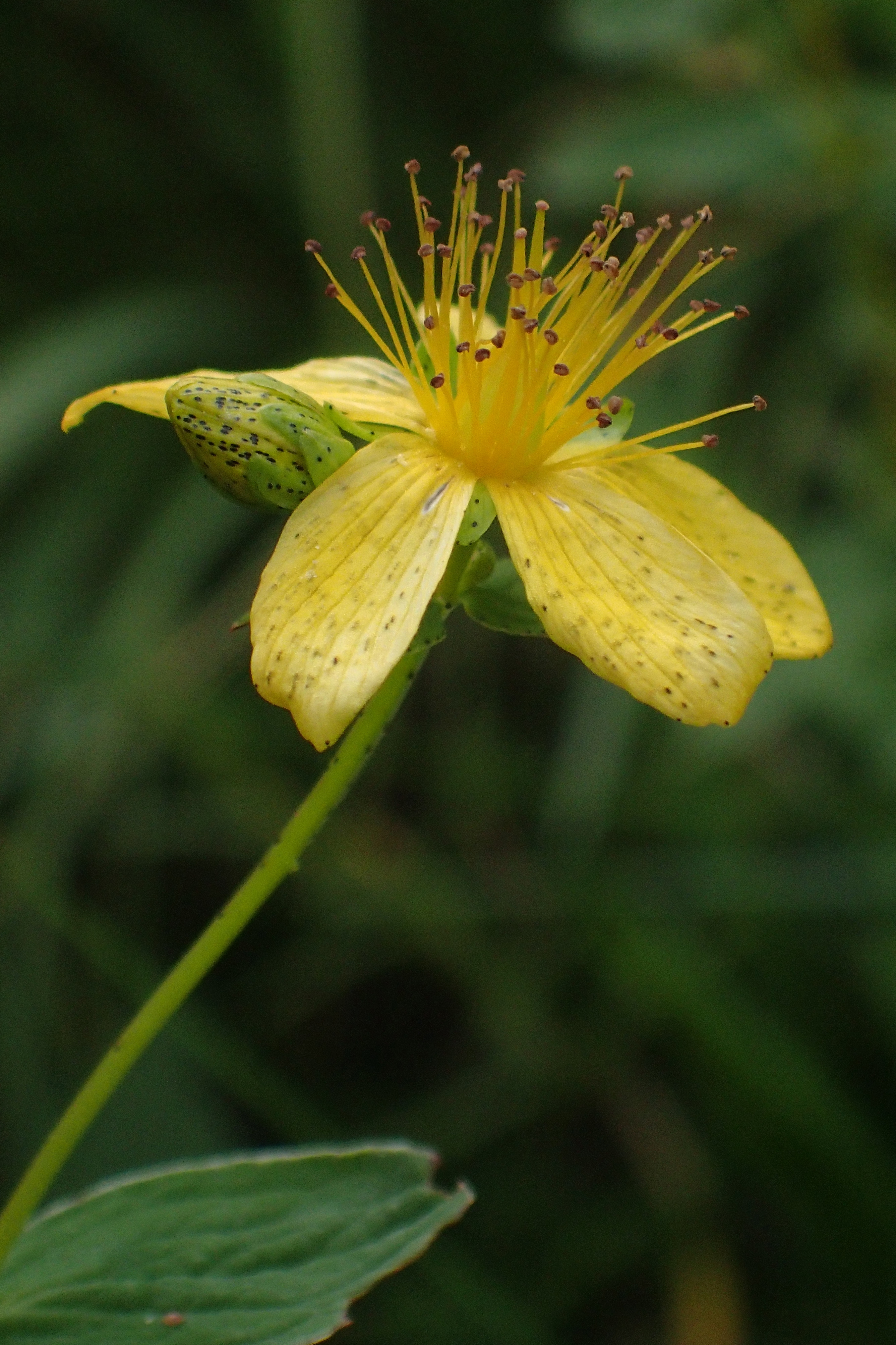 Hypericum maculatum Crantz subsp. maculatum