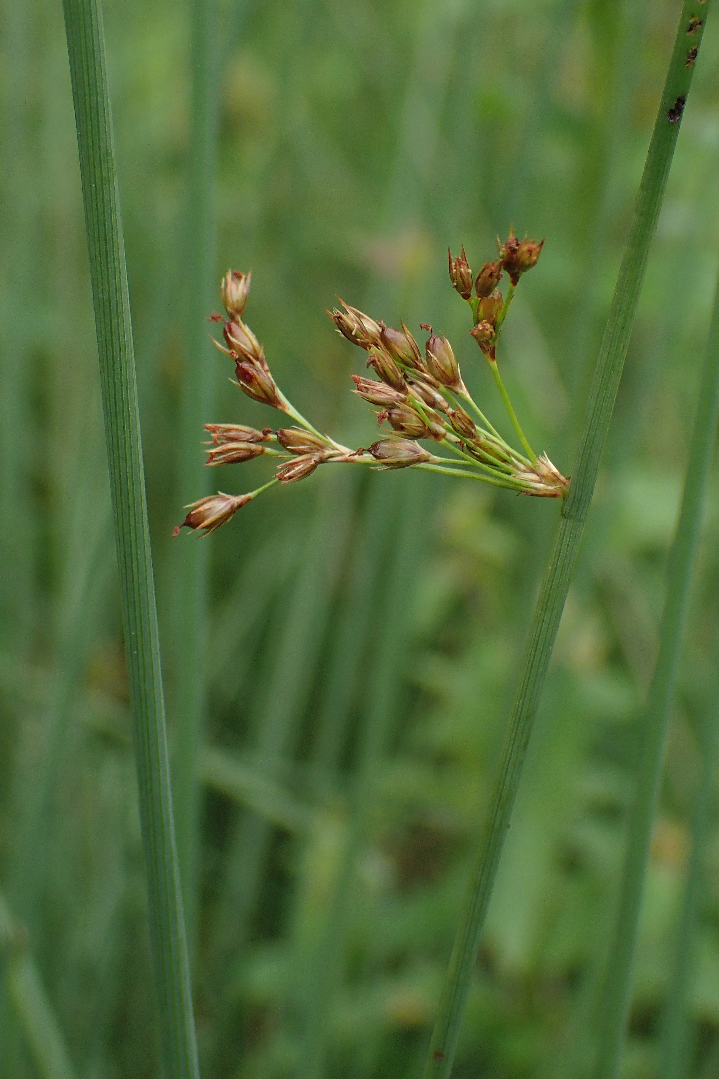 Juncus inflexus L.