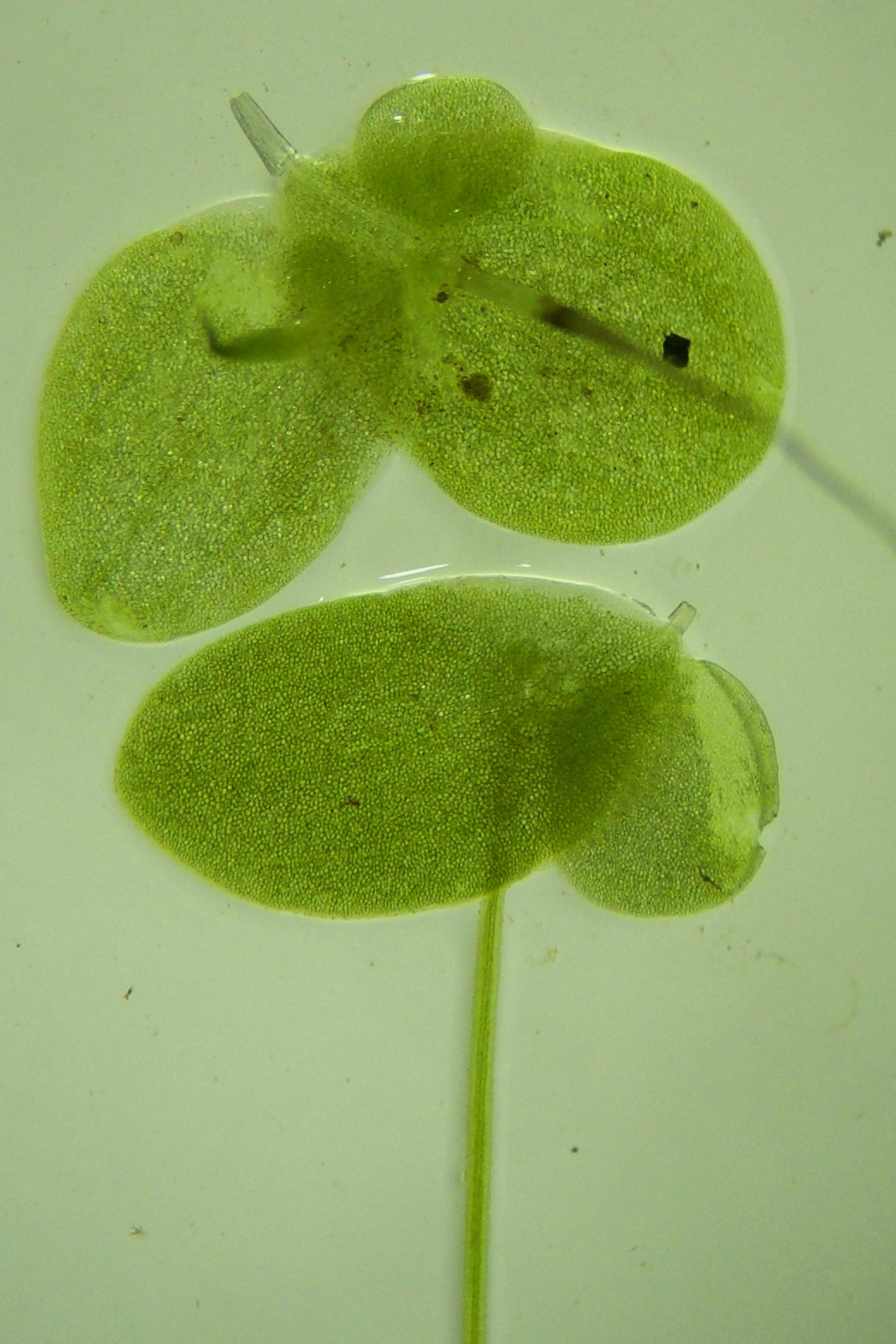 Lemna minor L.