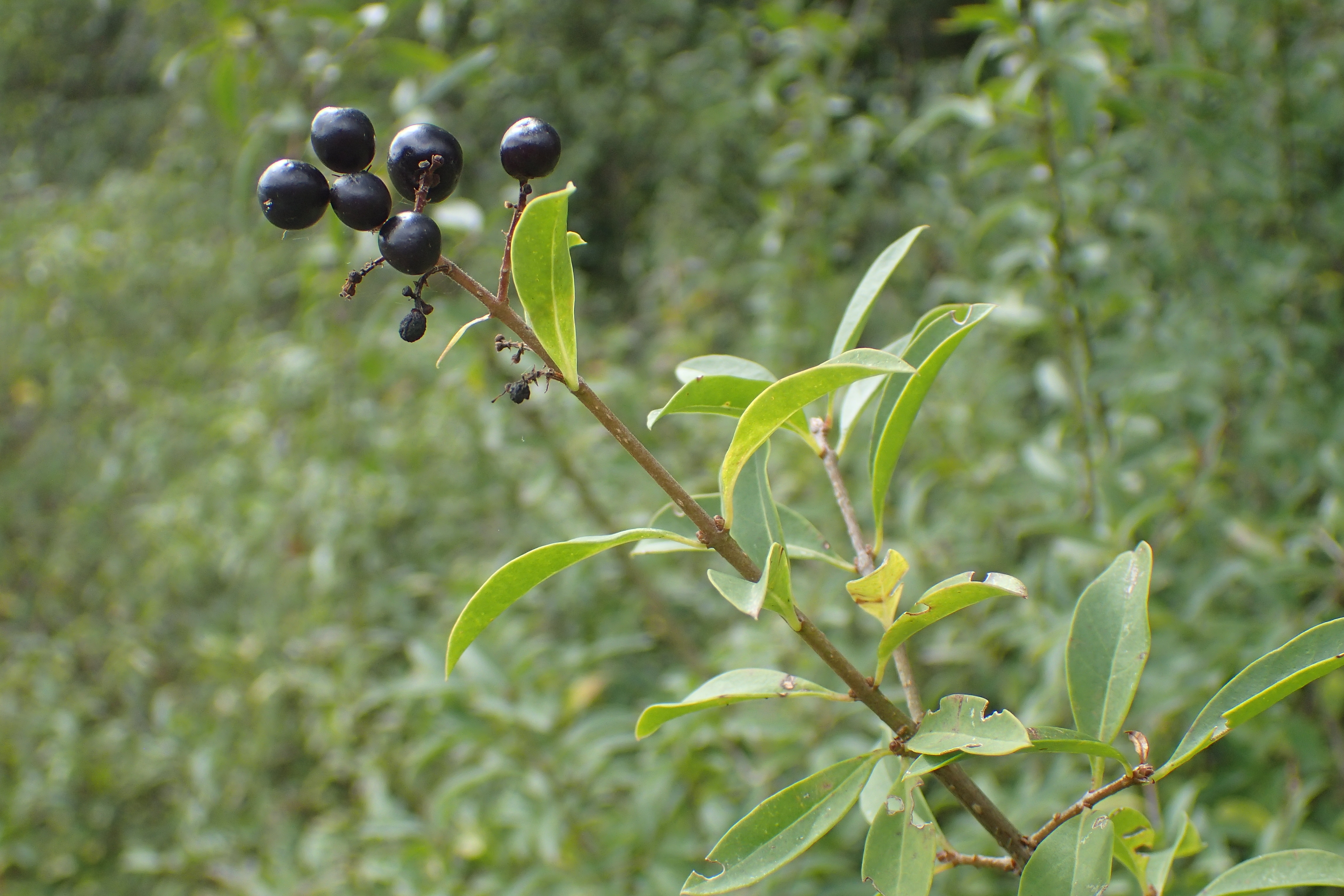 Ligustrum vulgare L.