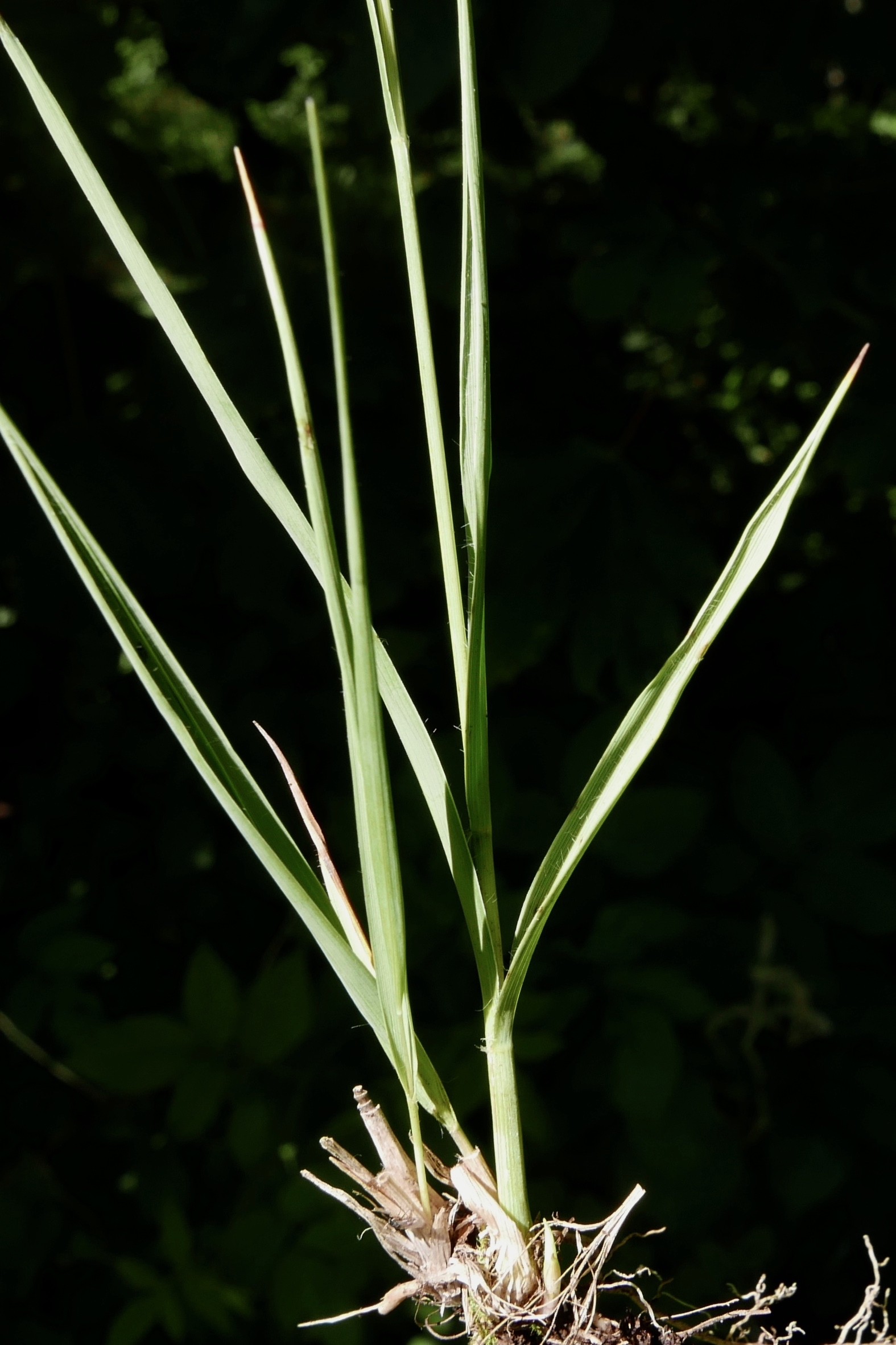 Molinia caerulea (L.) Moench