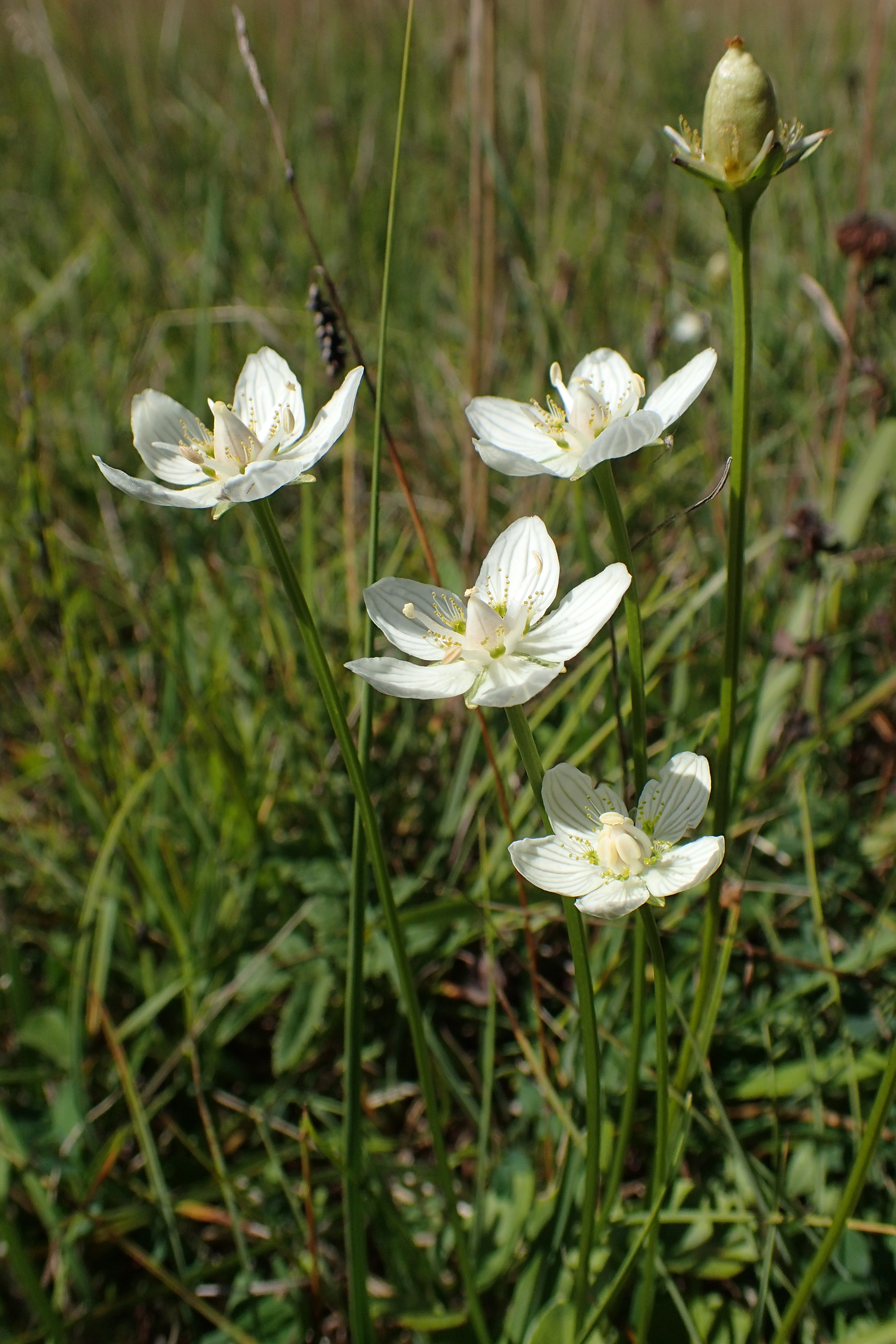 Parnassia palustris L.