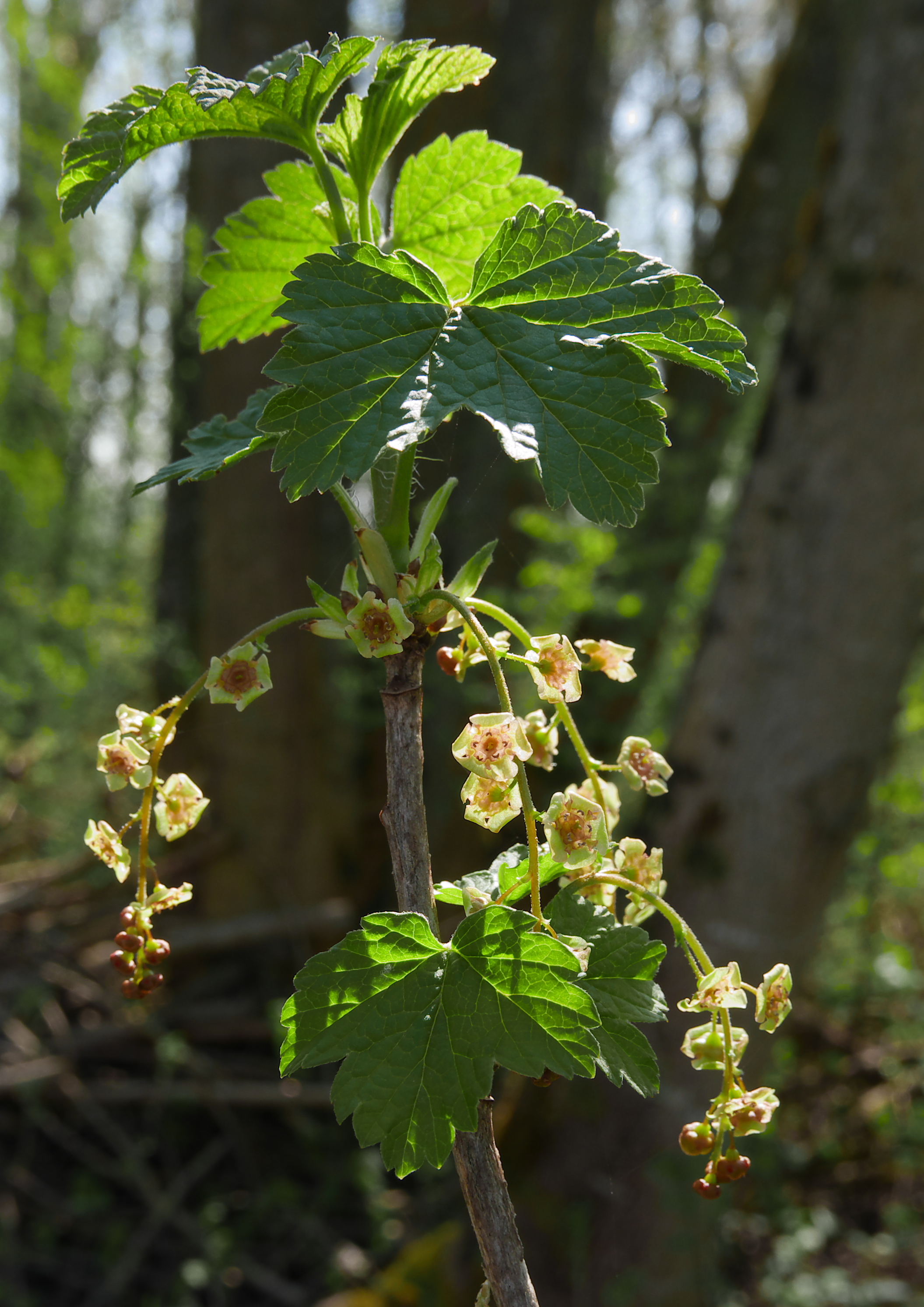 Ribes rubrum L.
