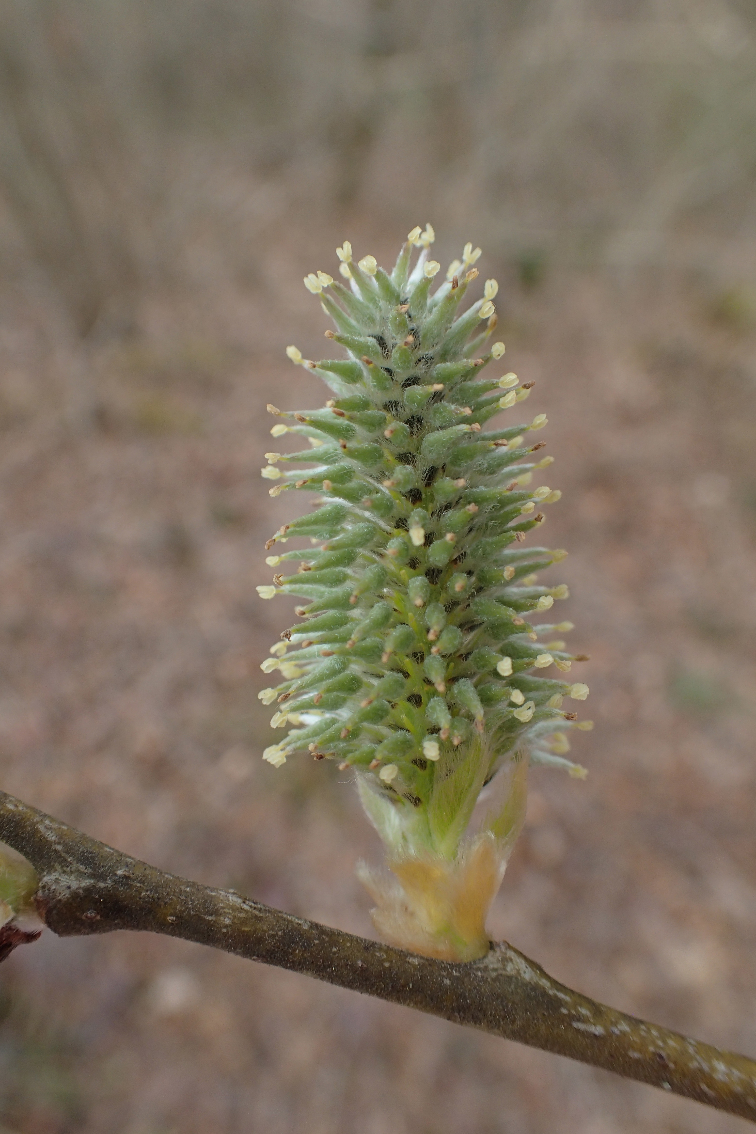 Salix caprea L.
