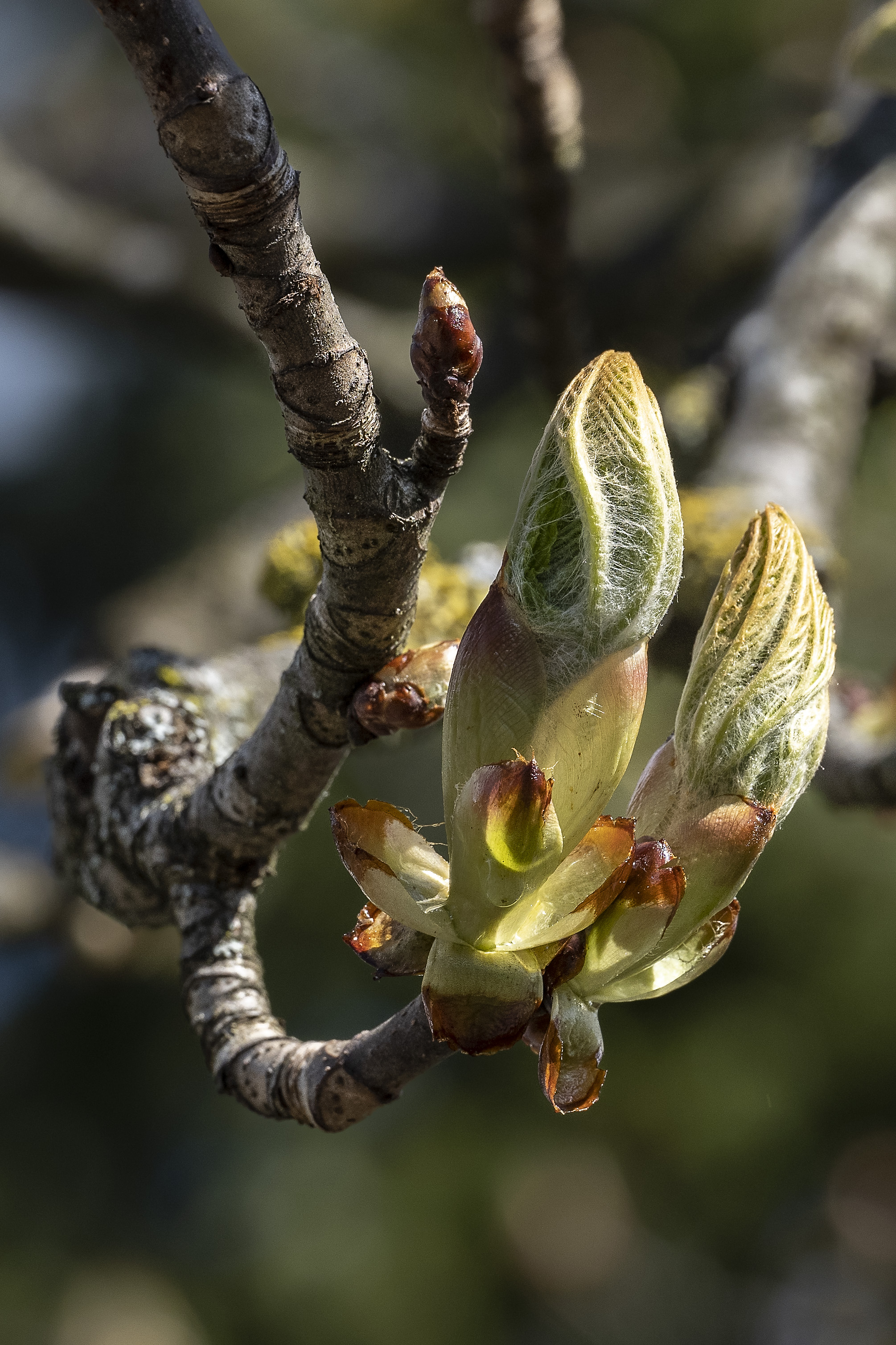 Aesculus hippocastanum L.
