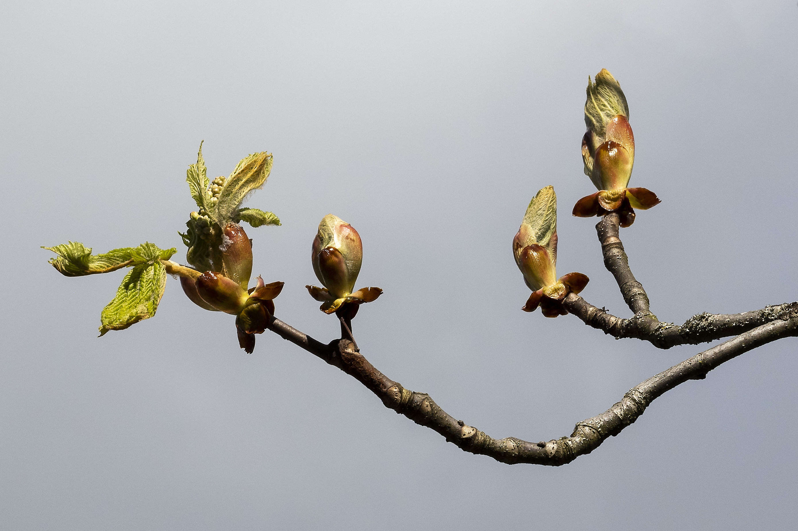 Aesculus hippocastanum L.