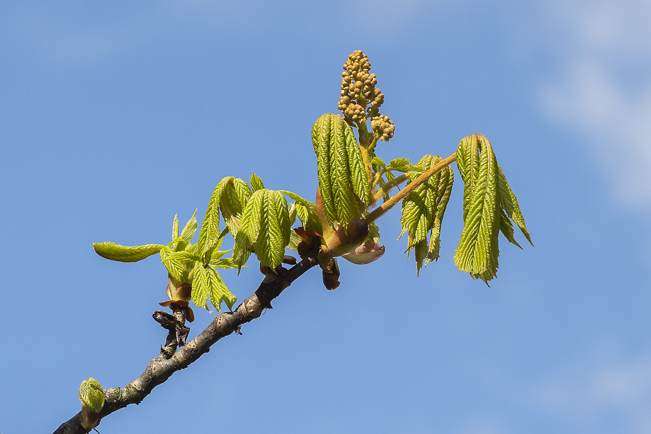 Aesculus hippocastanum L.