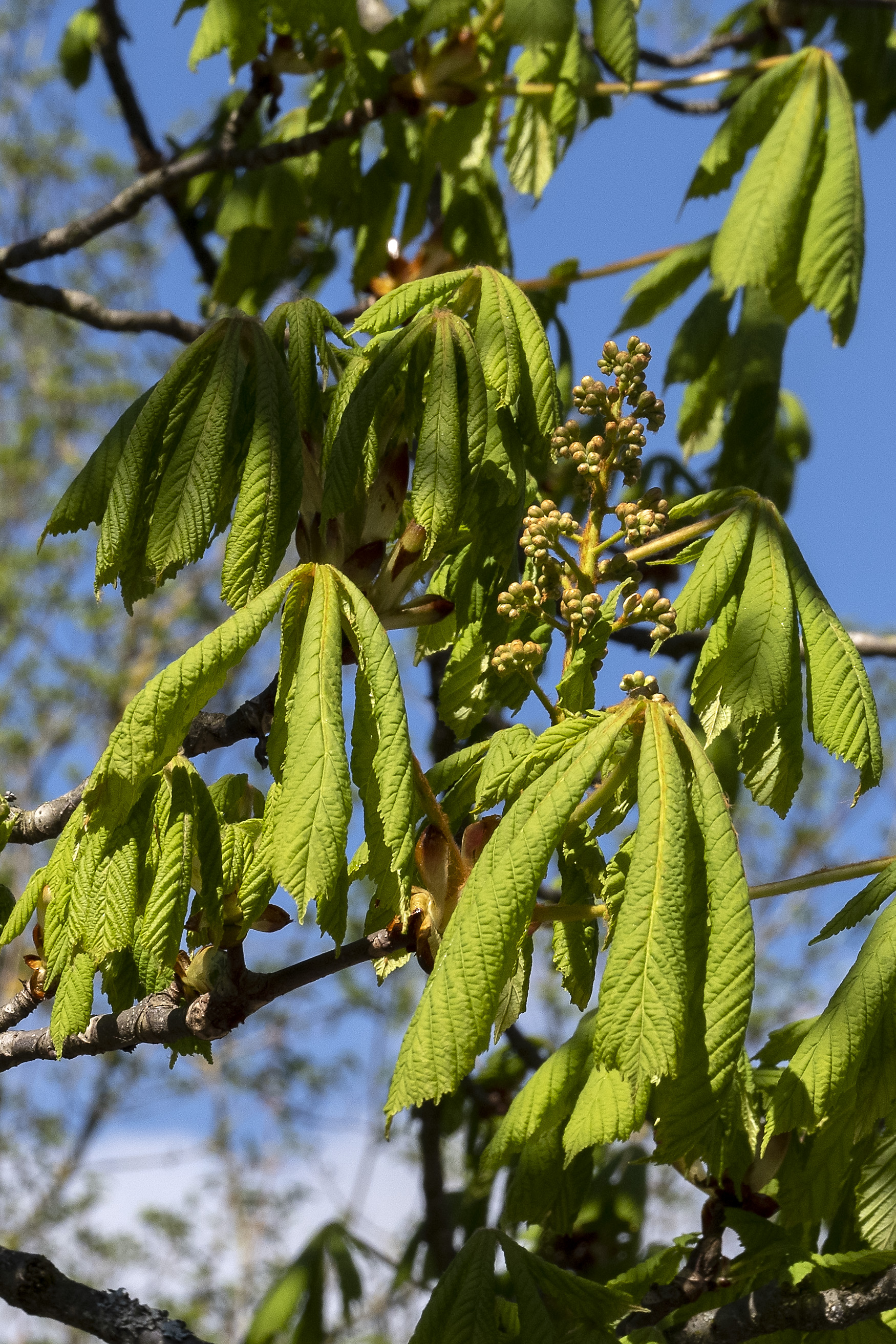 Aesculus hippocastanum L.