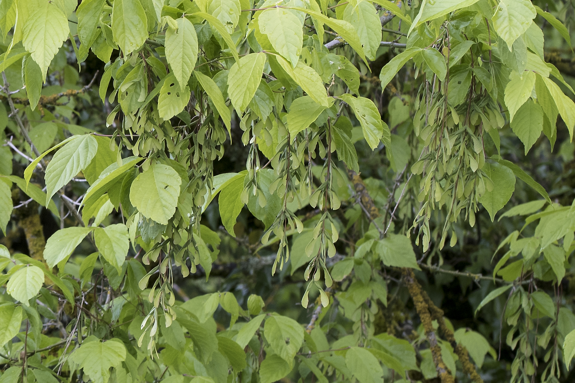 Acer negundo L.