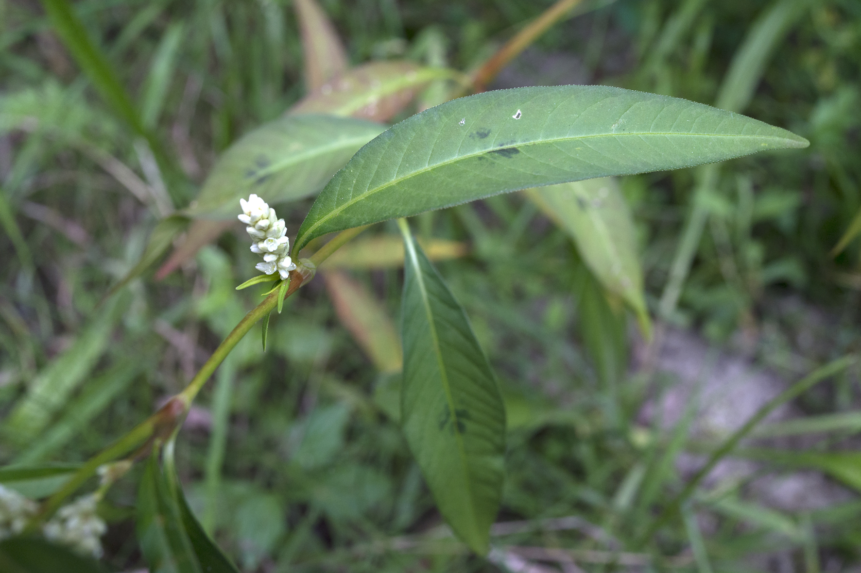 Polygonum persicaria L.