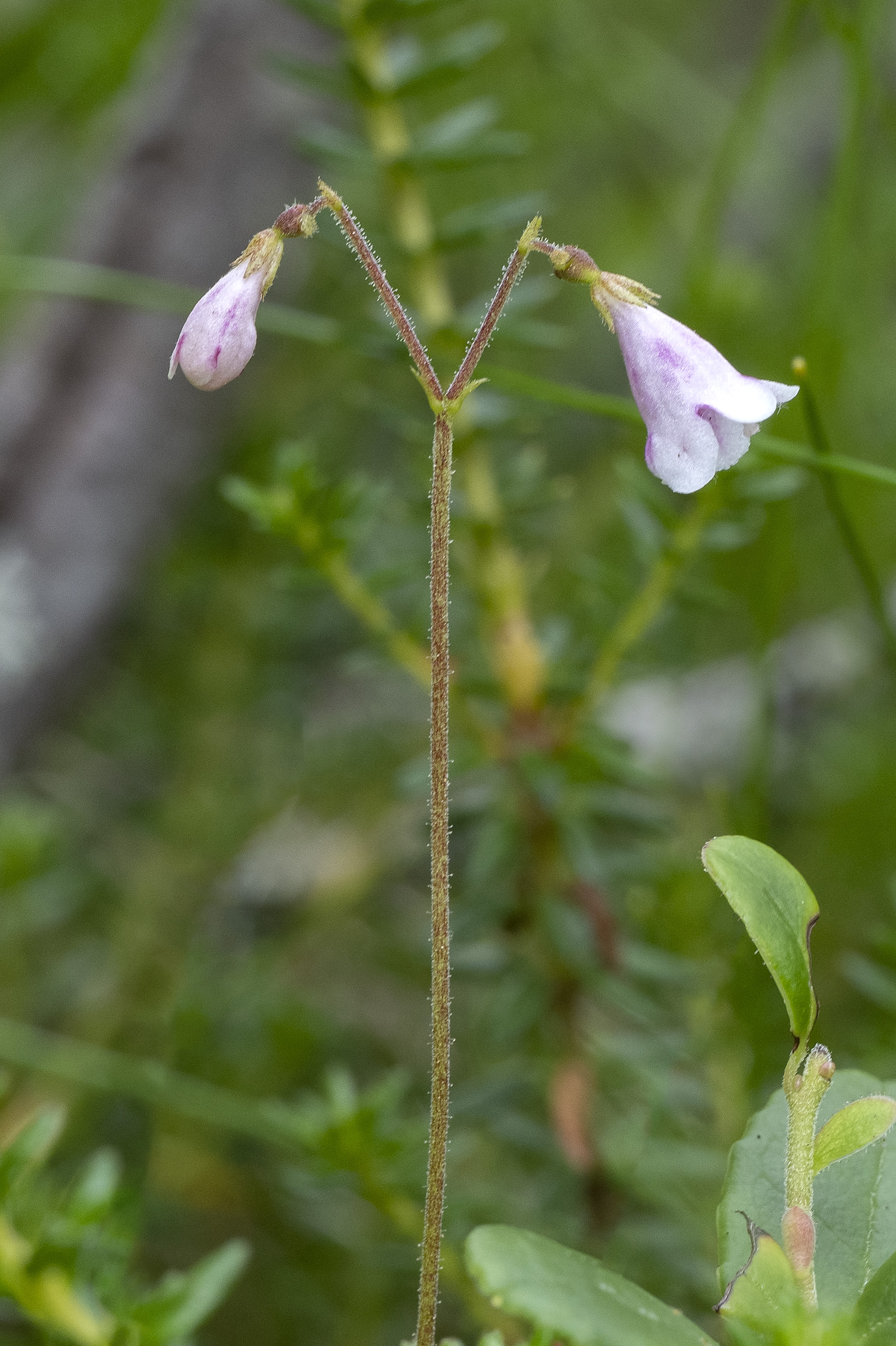 Linnaea borealis L.