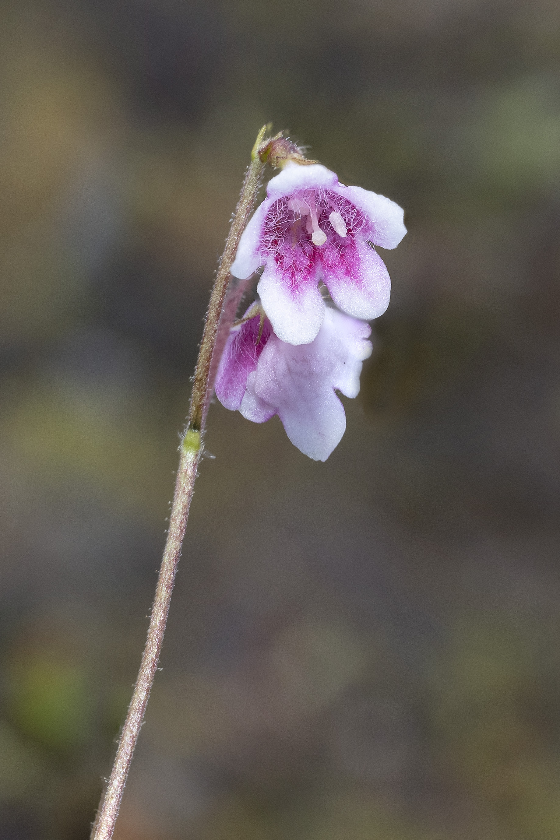 Linnaea borealis L.