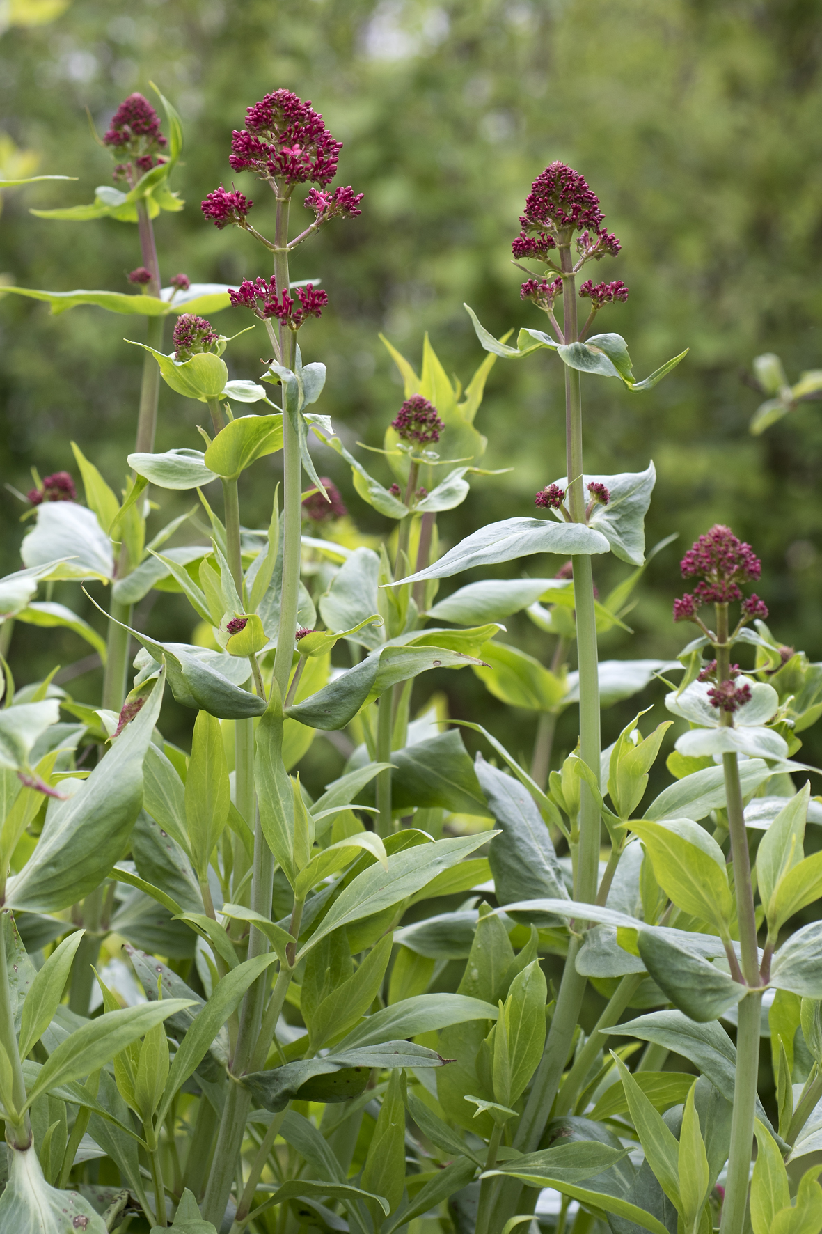 Centranthus ruber (L.) DC.