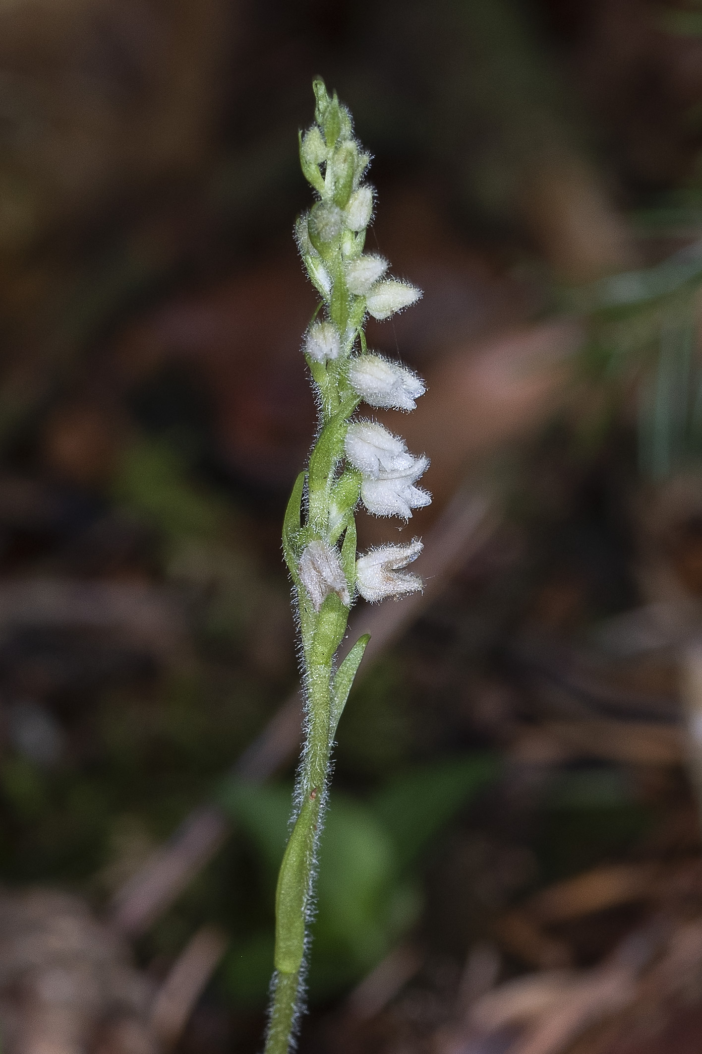 Goodyera repens (L.) R. Br.