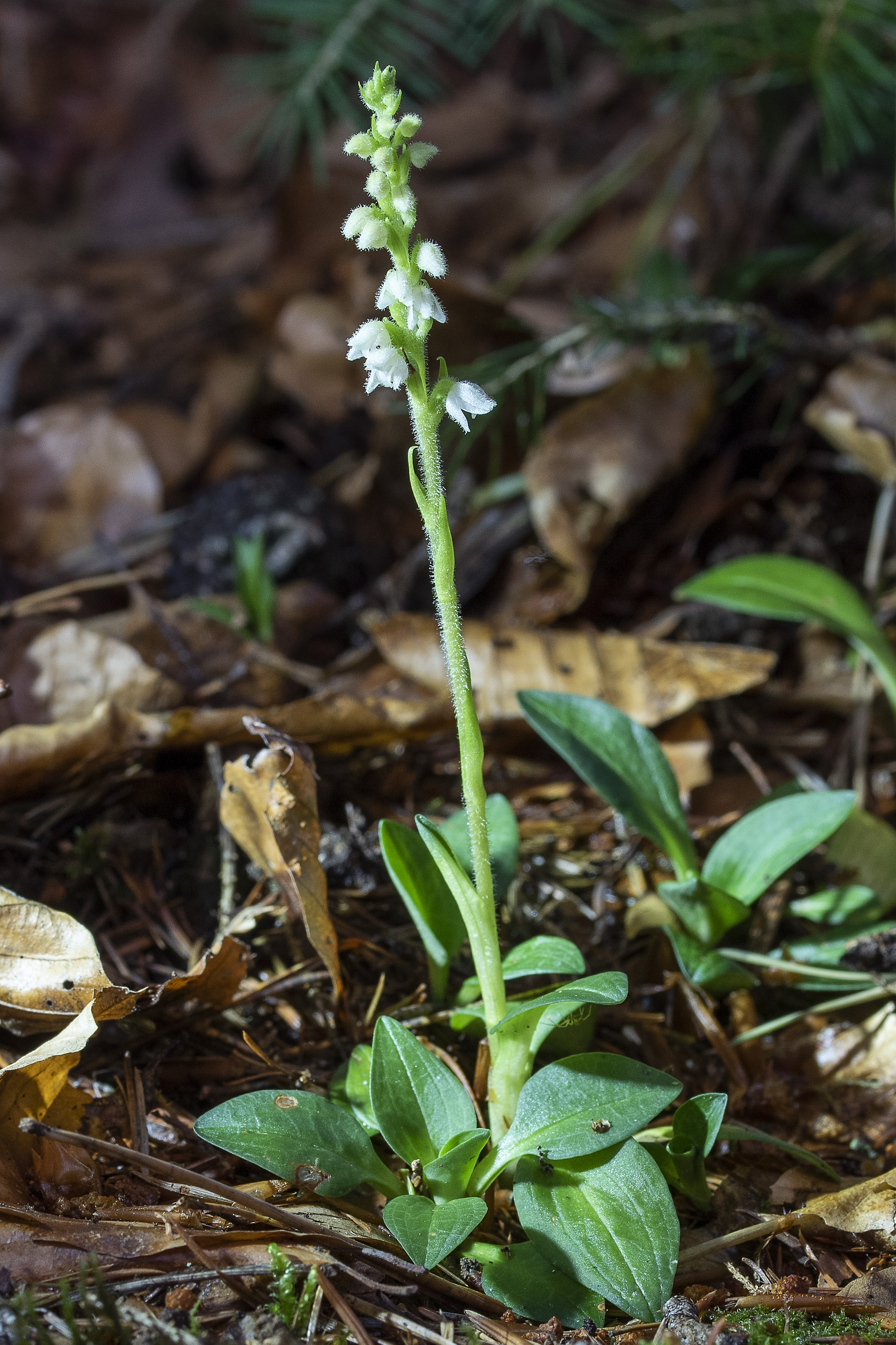 Goodyera repens (L.) R. Br.