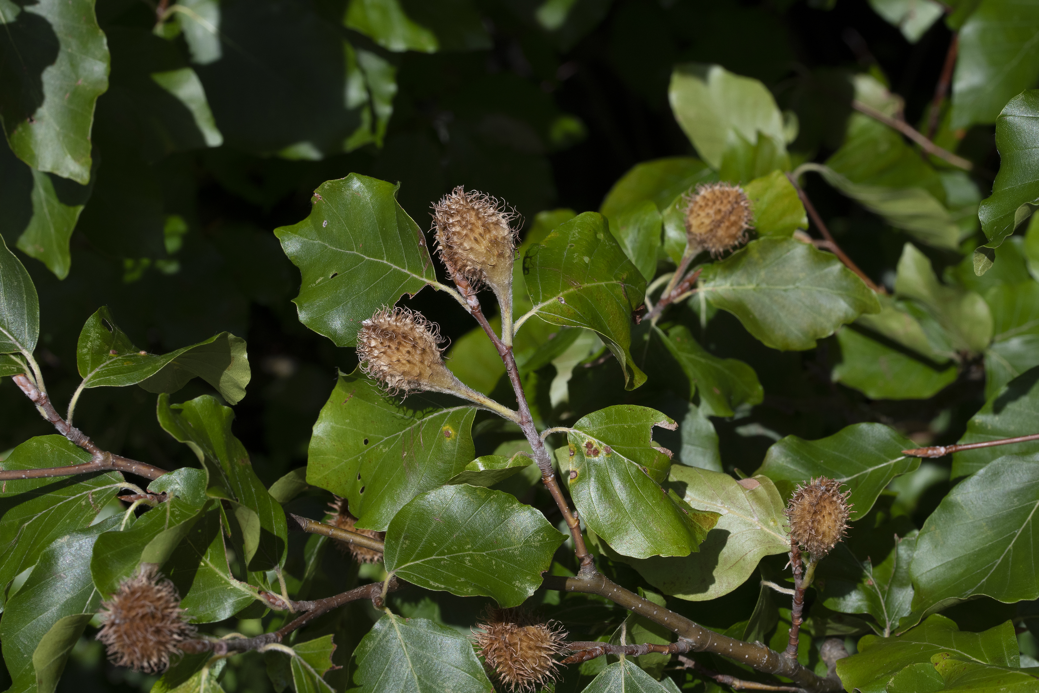 Fagus sylvatica L.