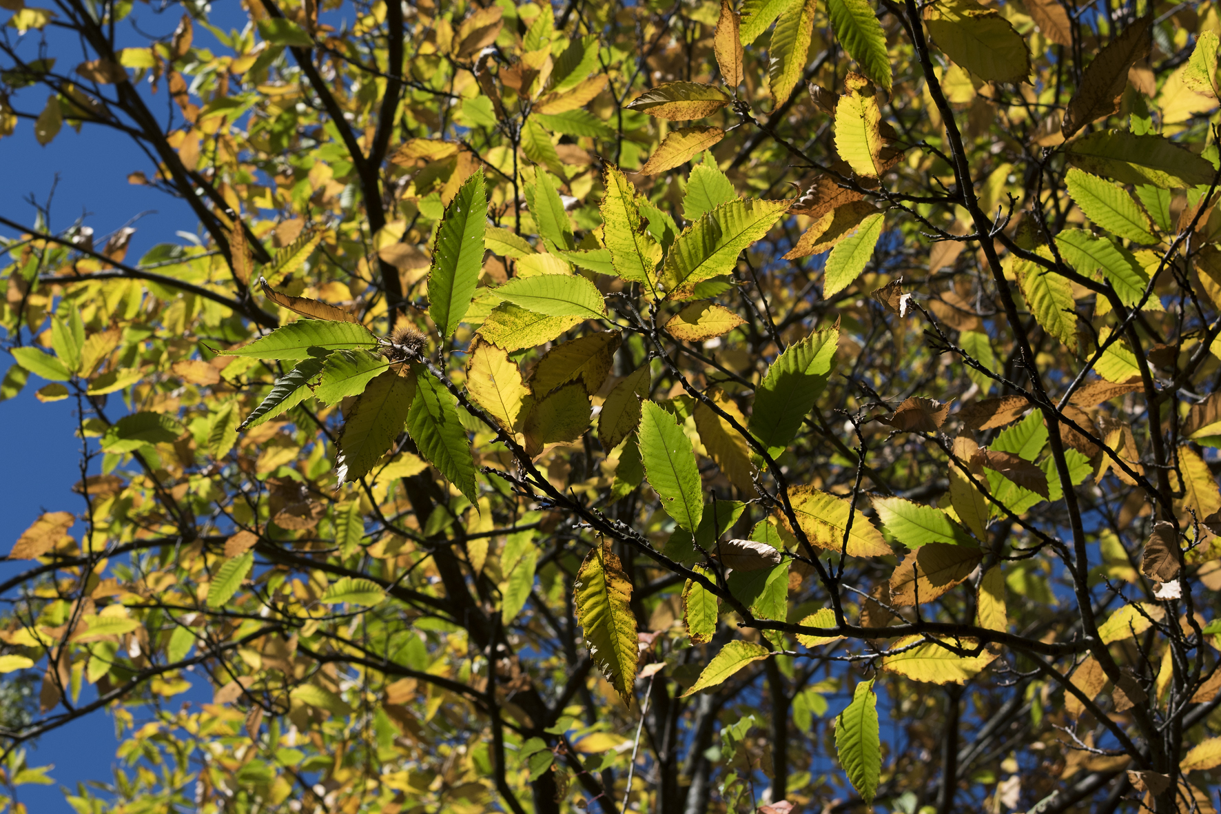 Castanea sativa Mill.