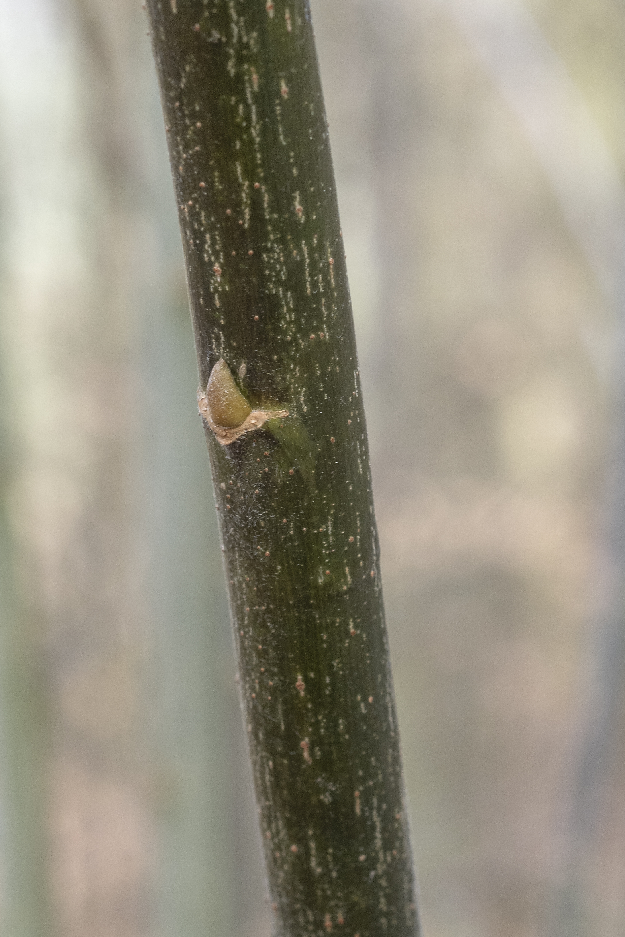 Salix caprea L.
