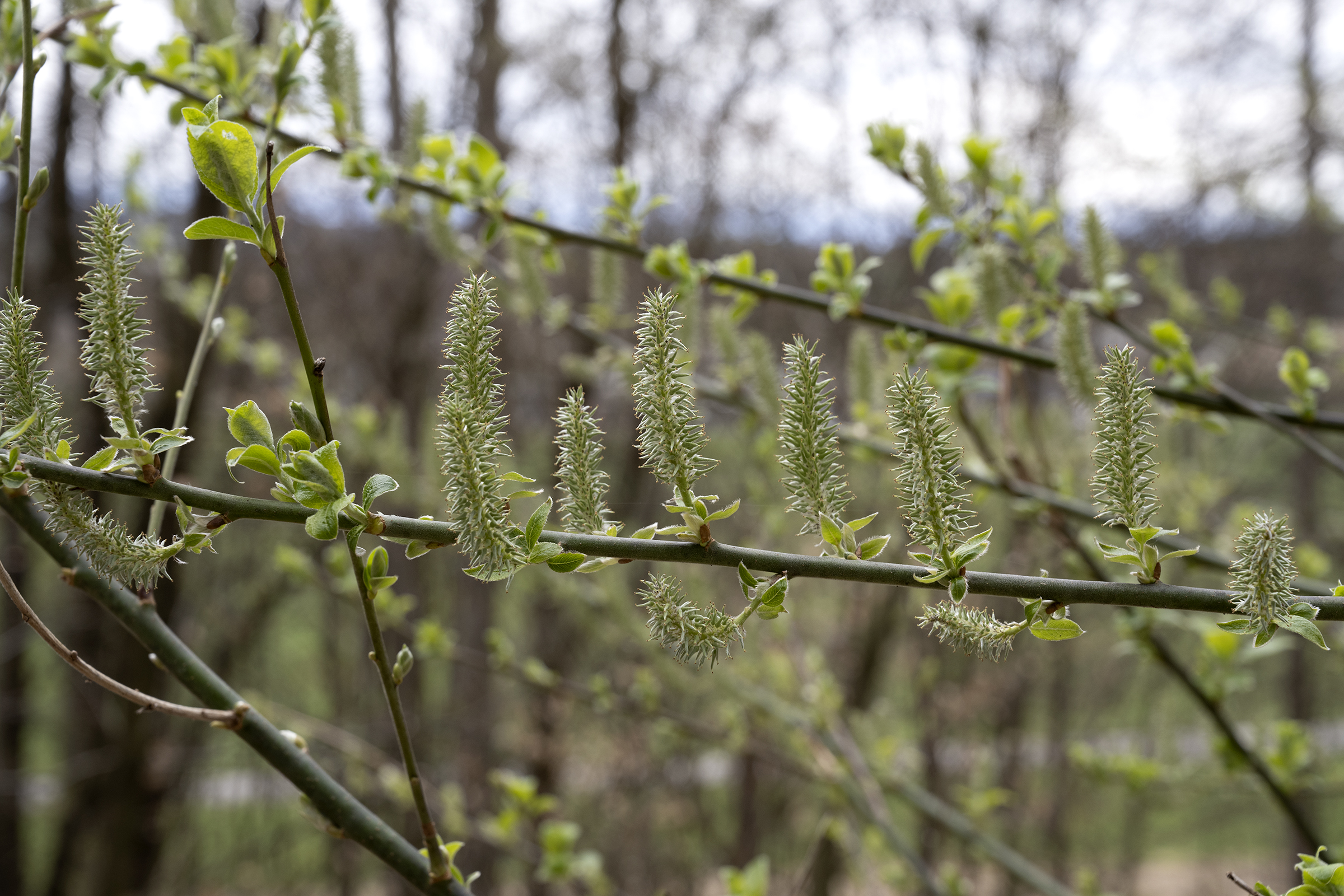 Salix caprea L.