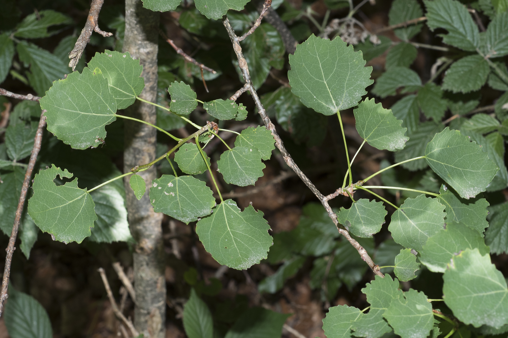Populus tremula L.