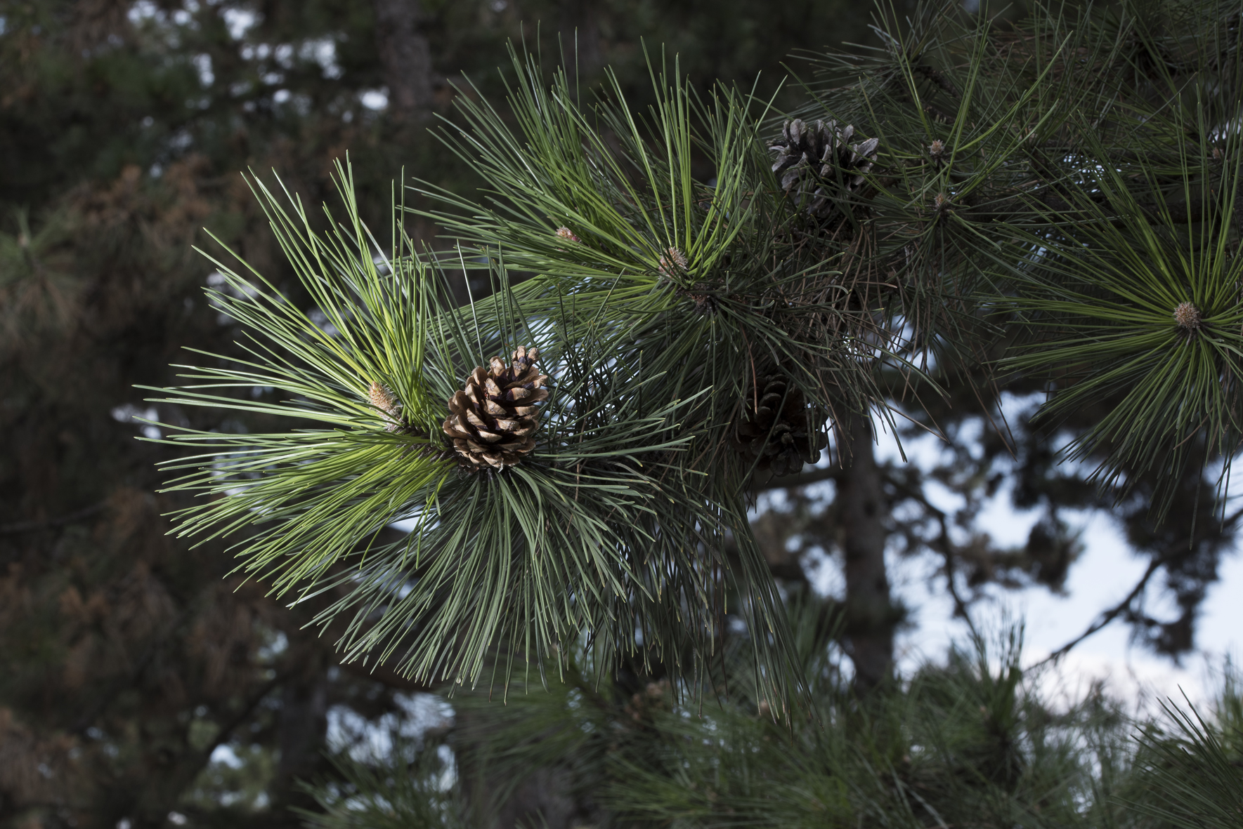 Pinus nigra J. F. Arnold