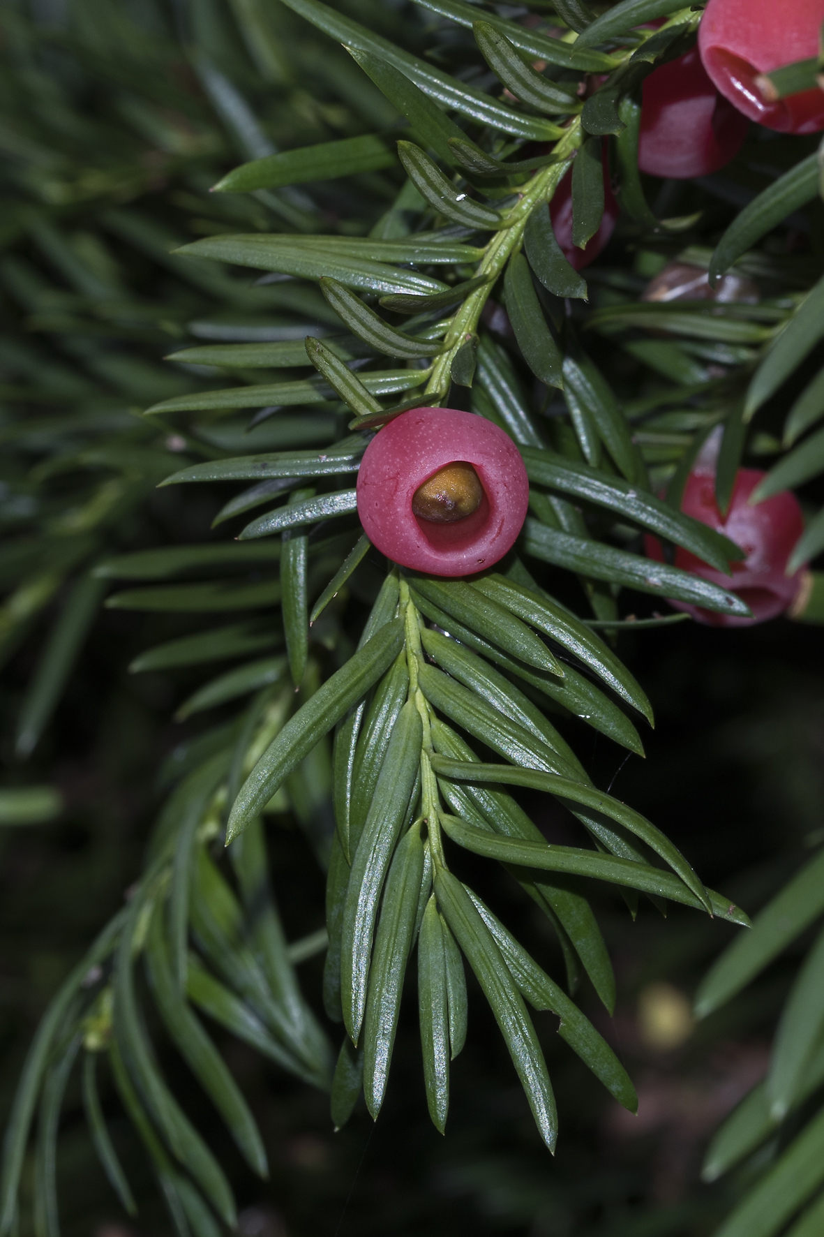 Taxus baccata L.