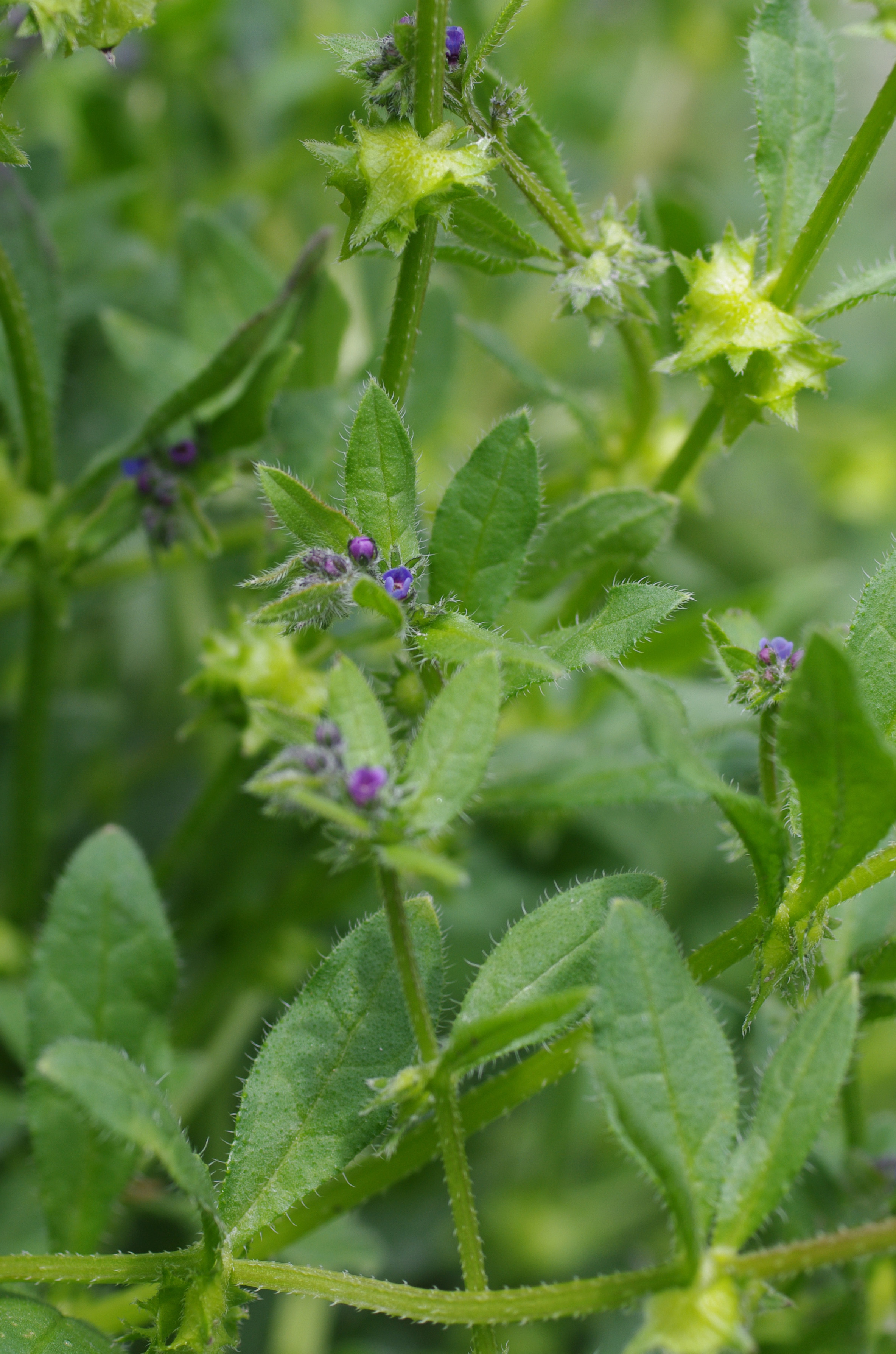 Asperugo procumbens L.