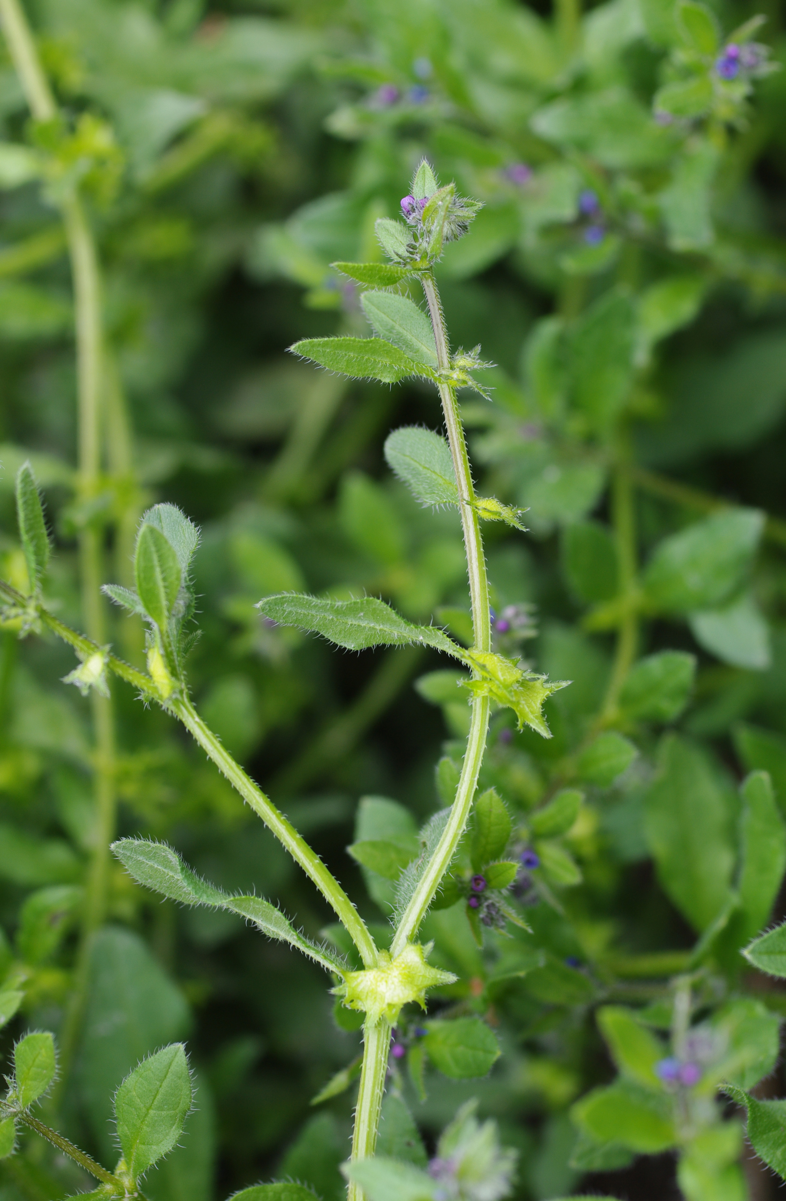 Asperugo procumbens L.