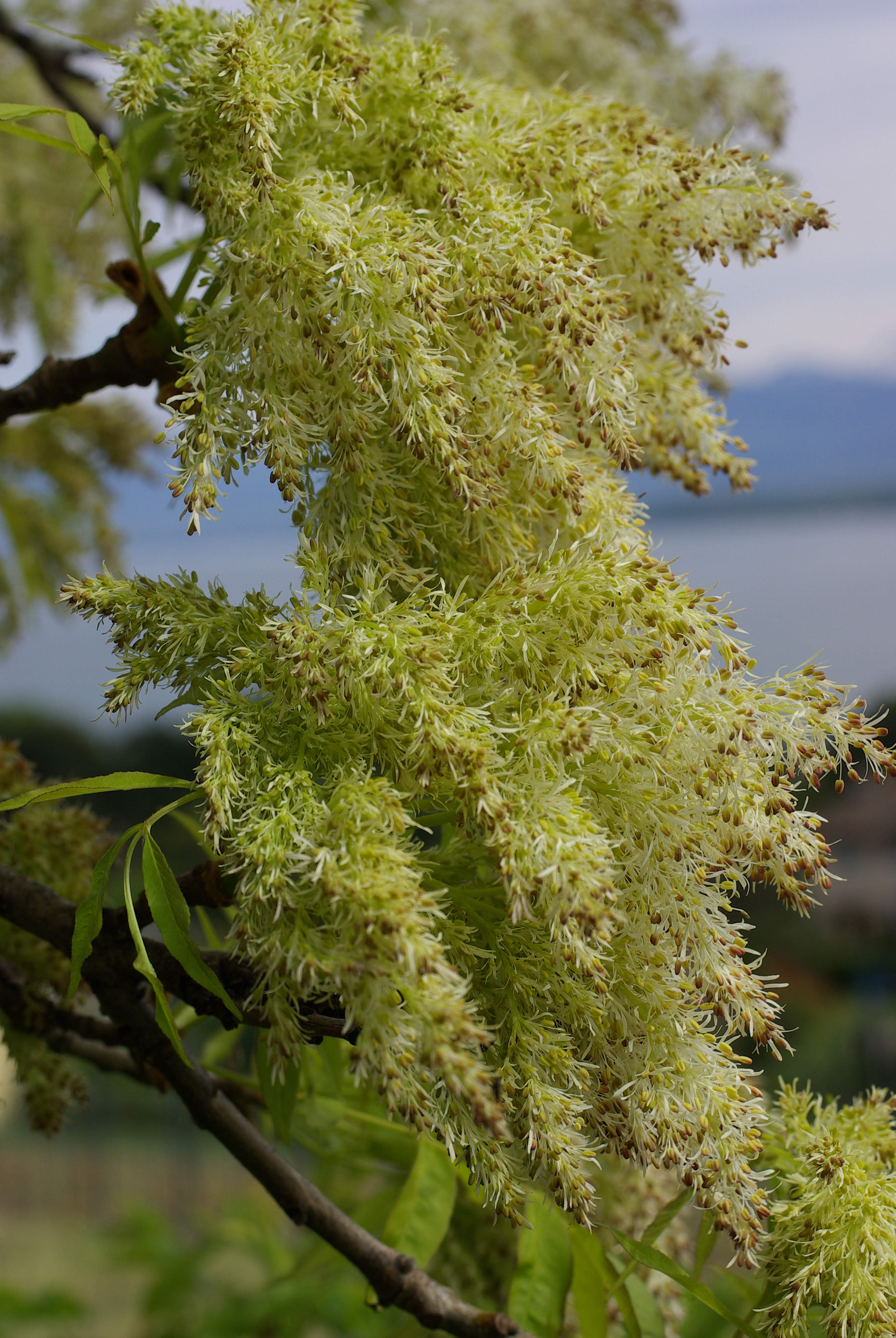 Fraxinus ornus L.