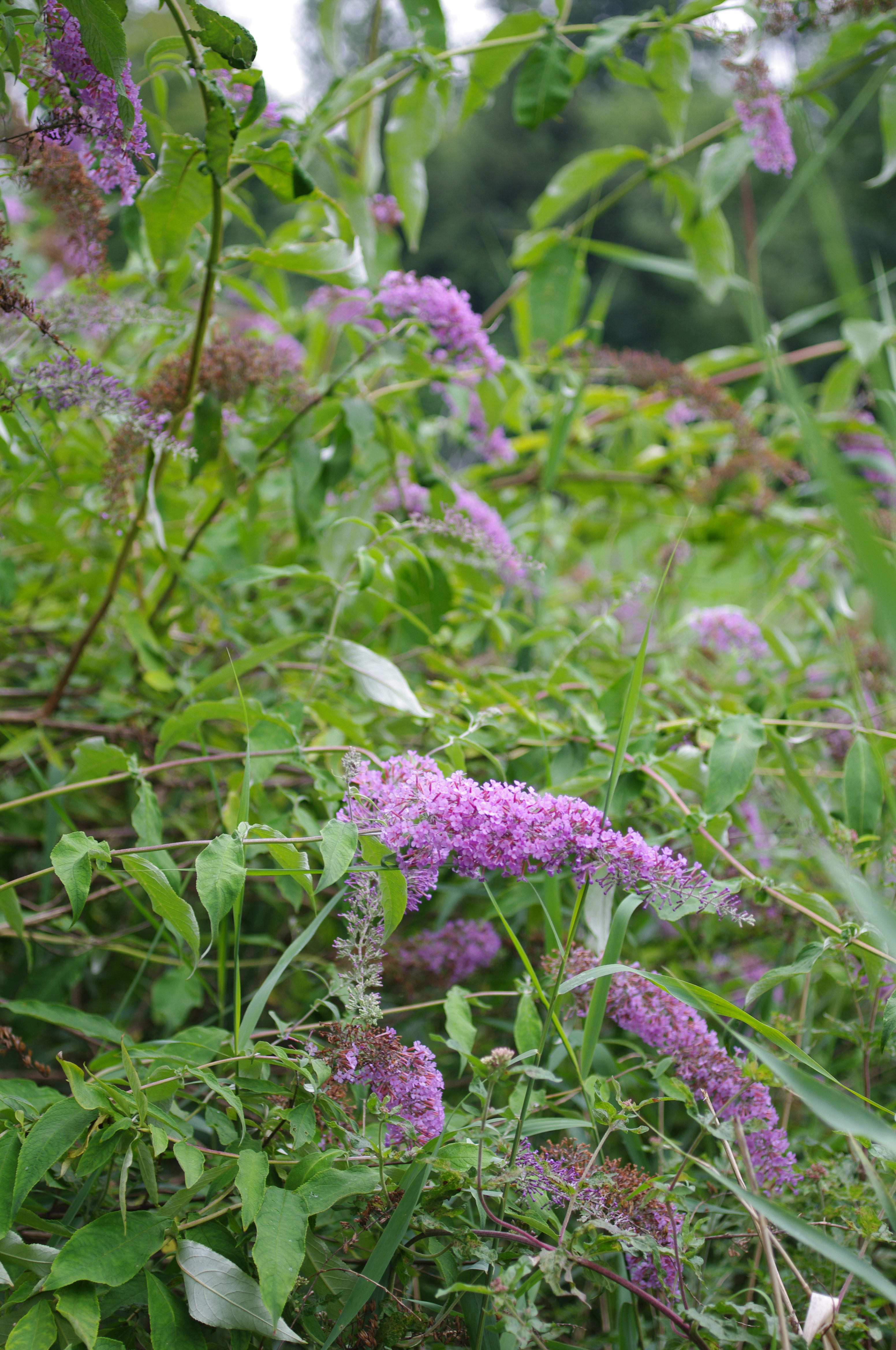 Buddleja davidii Franch.