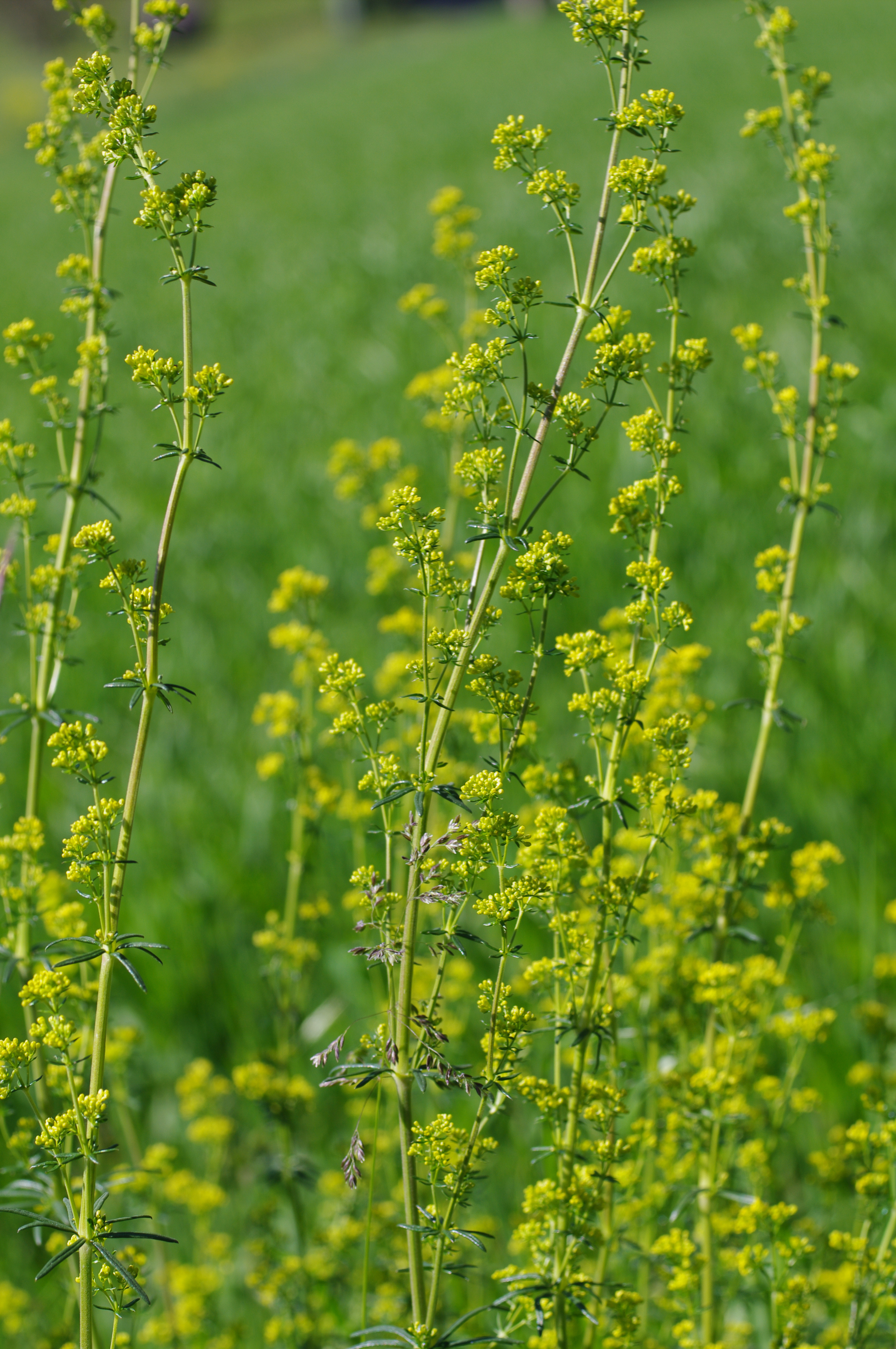 Galium verum L.