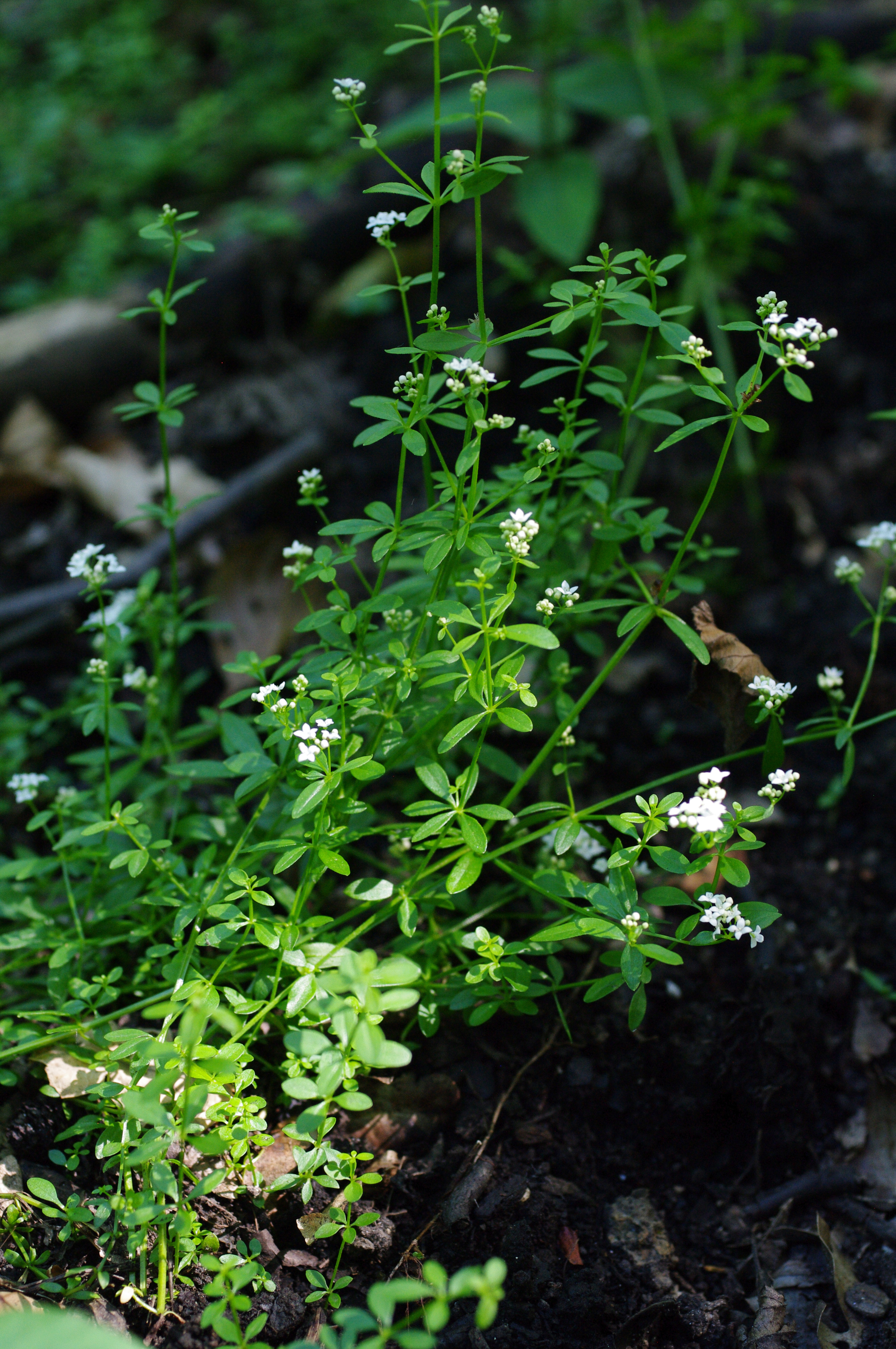 Galium palustre aggr.