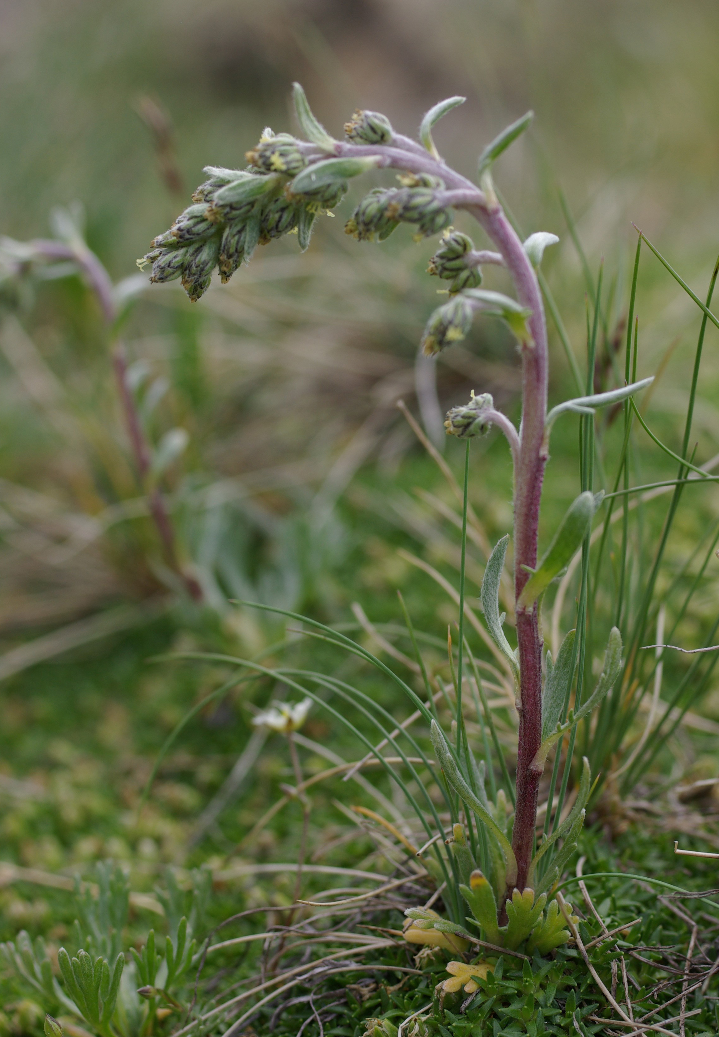 Artemisia genipi Weber