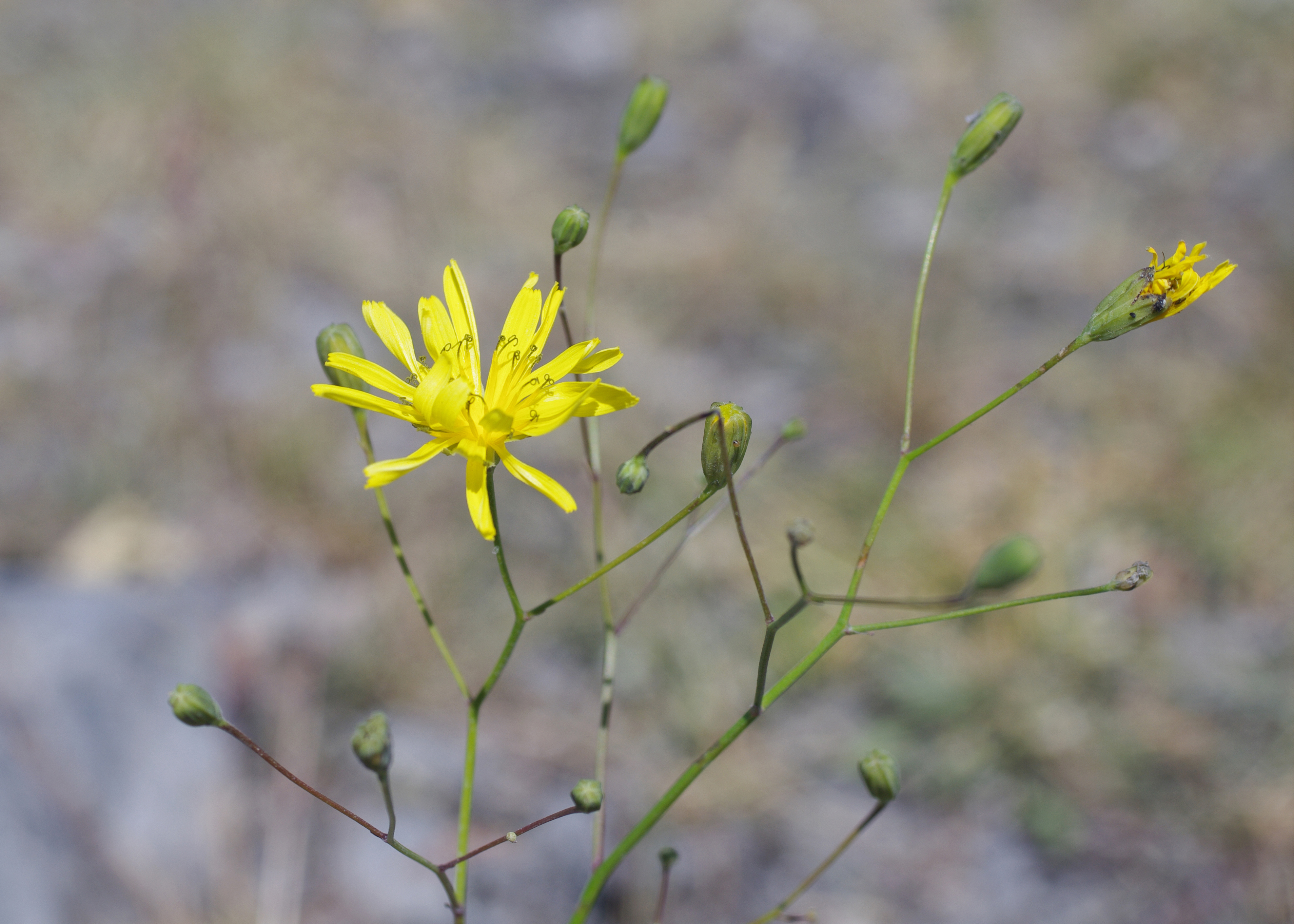 Lapsana communis subsp. intermedia (M. Bieb.) Hayek