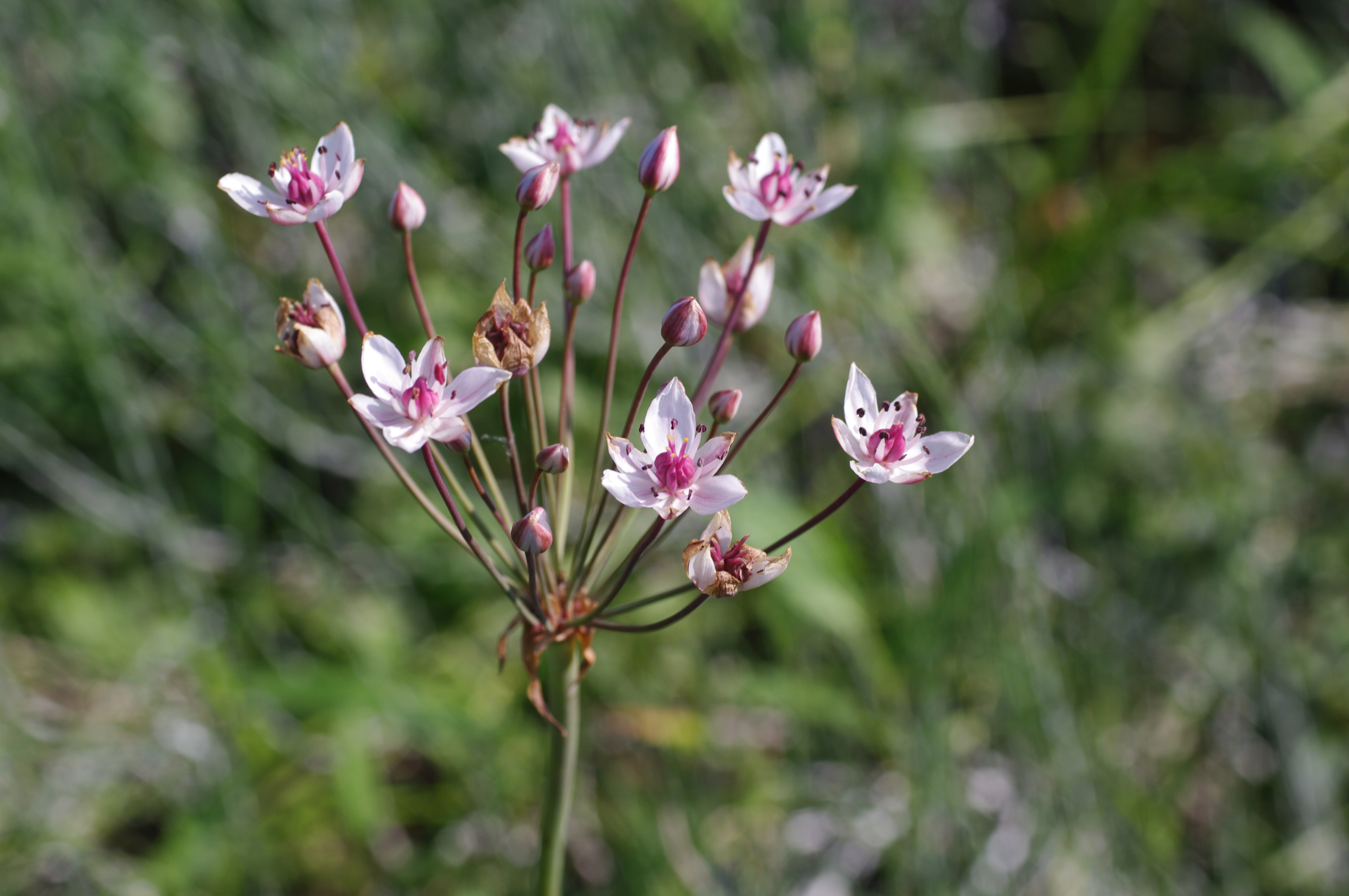 Butomus umbellatus L.