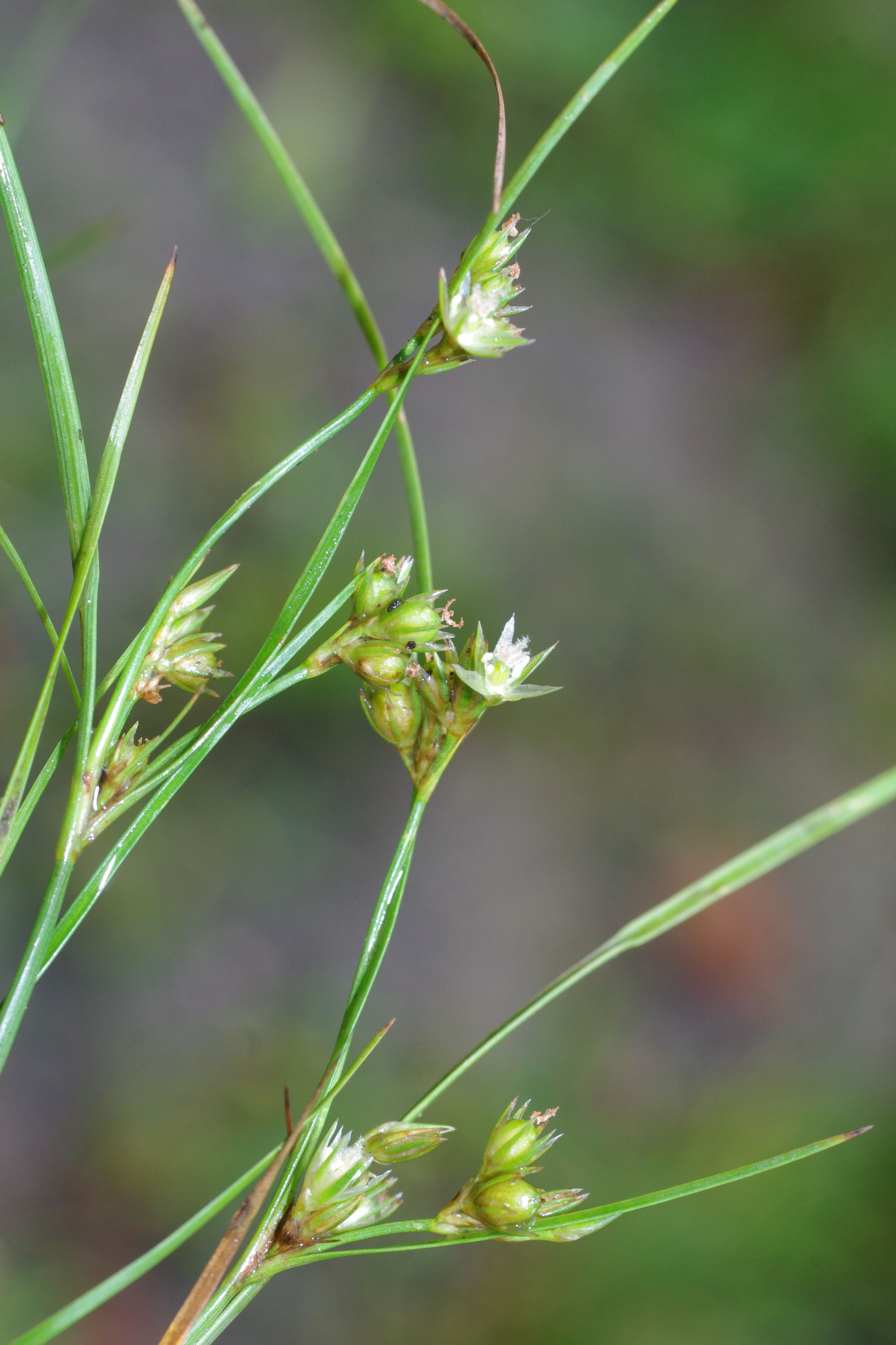 Juncus tenuis Willd.