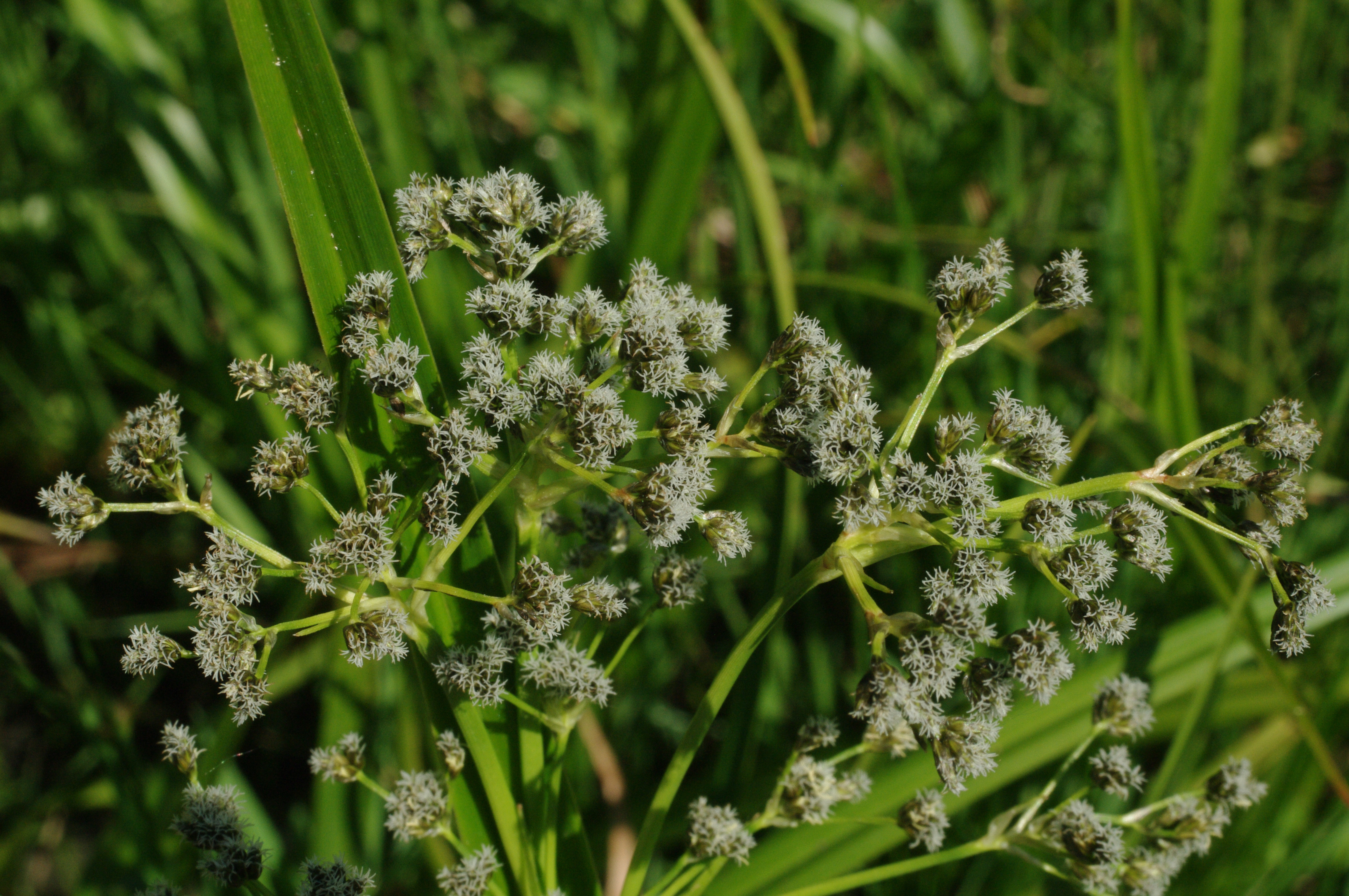 Scirpus sylvaticus L.
