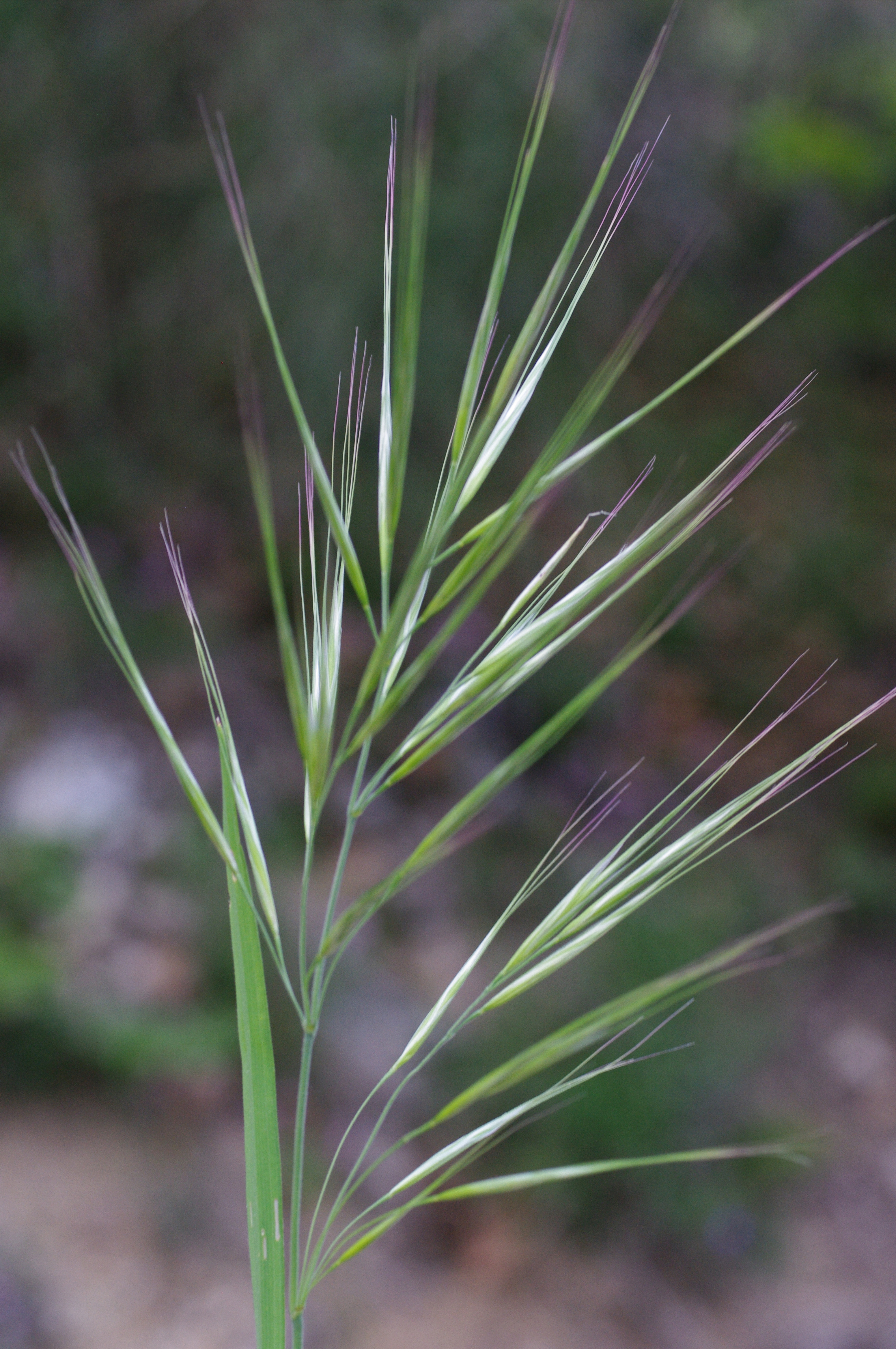 Bromus diandrus Roth