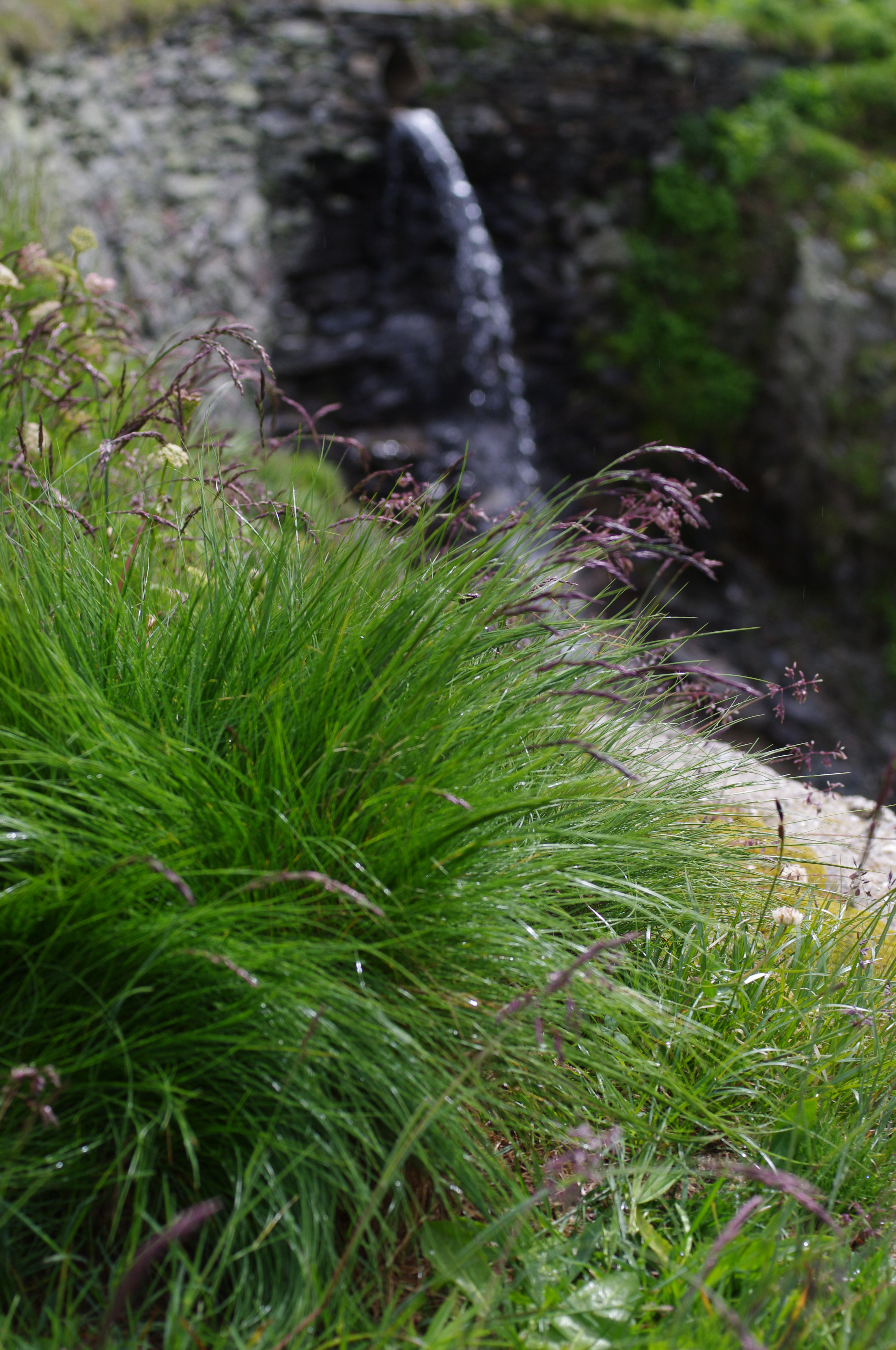 Festuca violacea aggr.