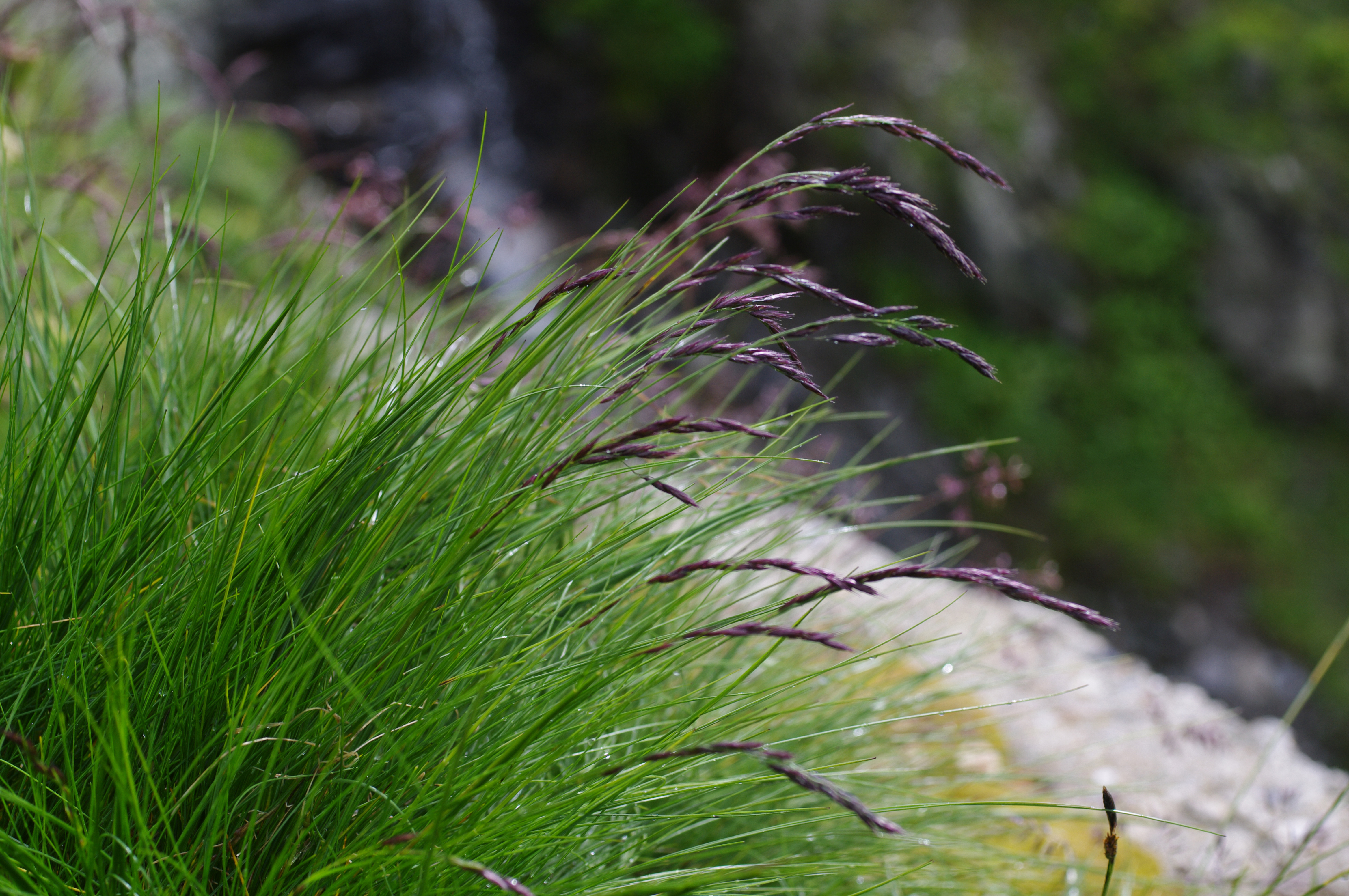 Festuca violacea aggr.