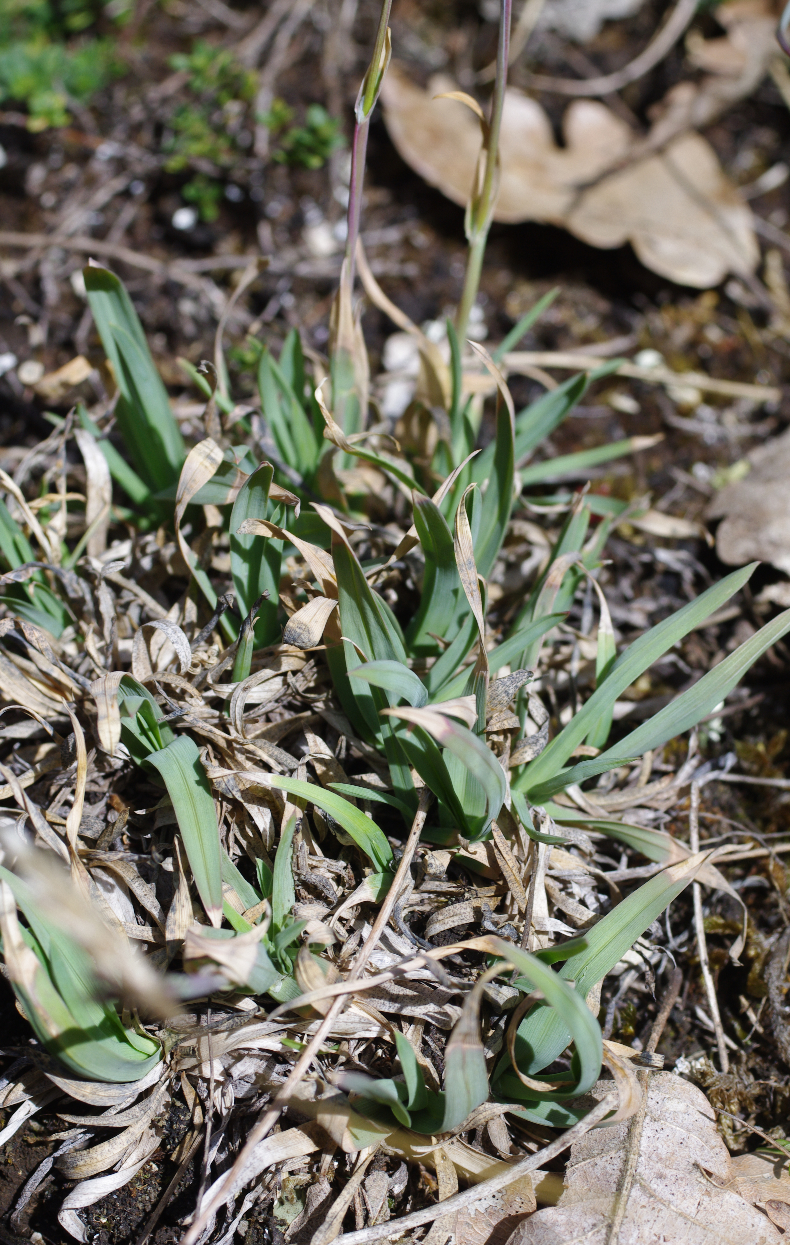 Poa badensis Willd.
