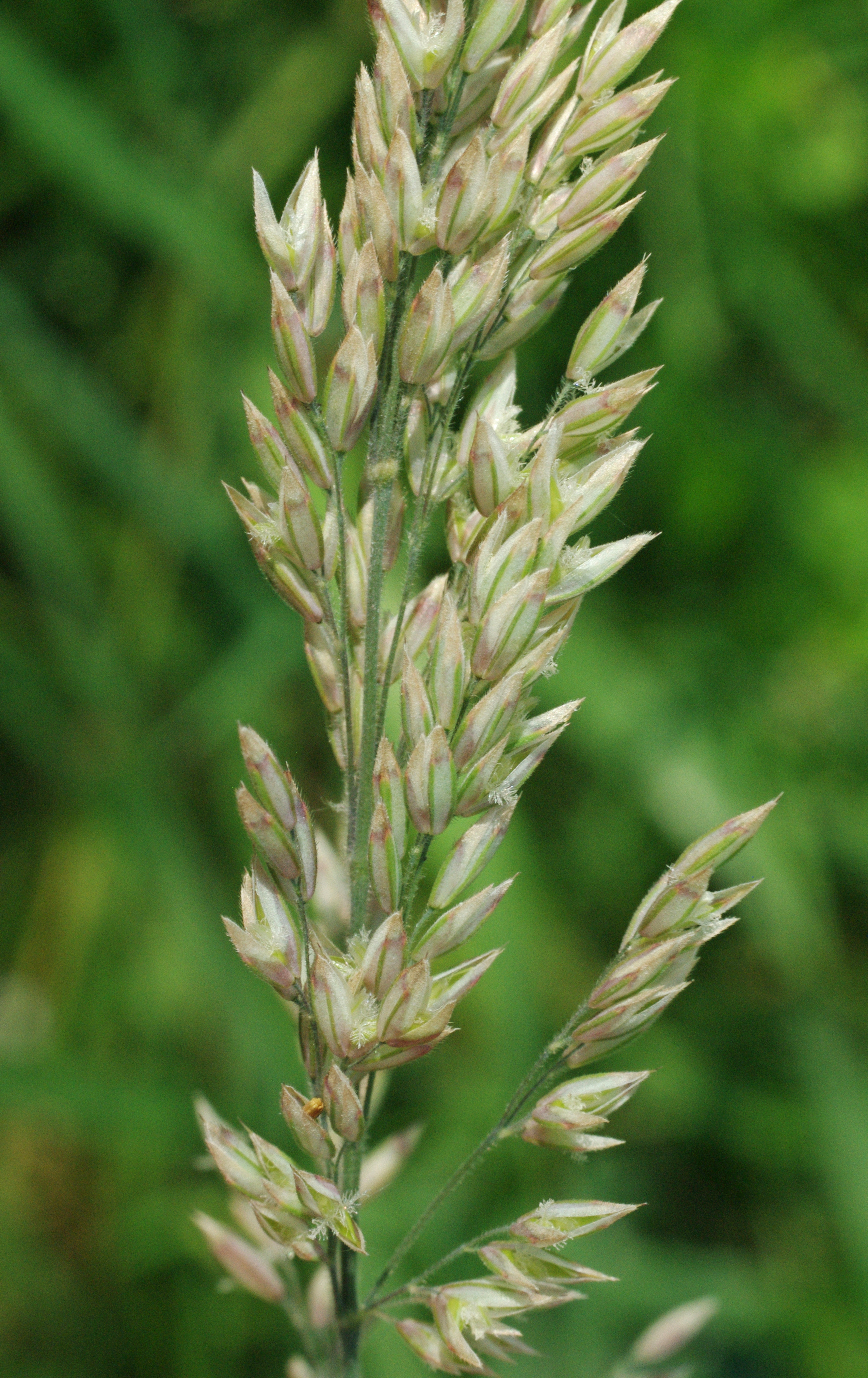 Holcus lanatus L.