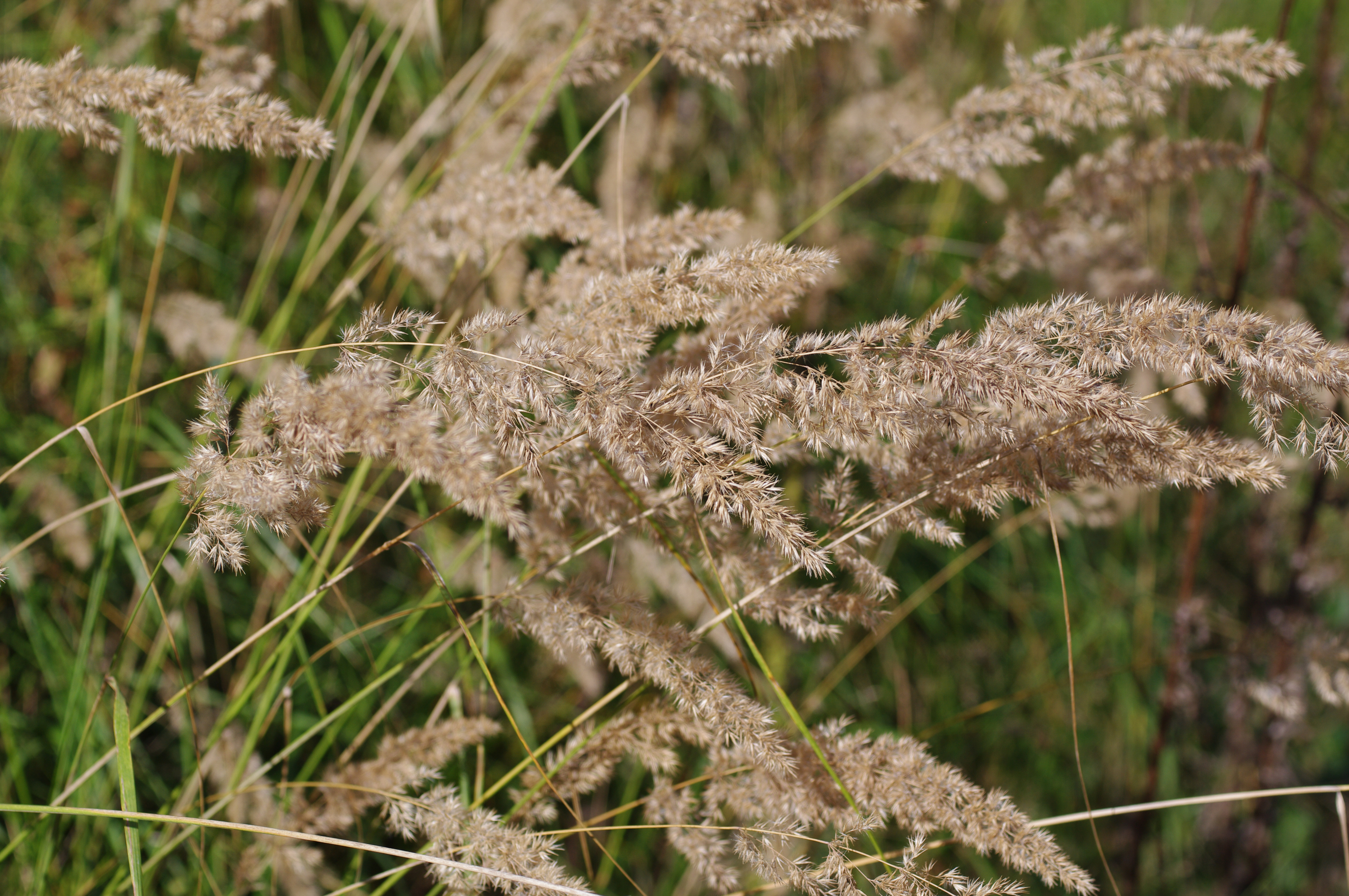 Calamagrostis epigejos (L.) Roth