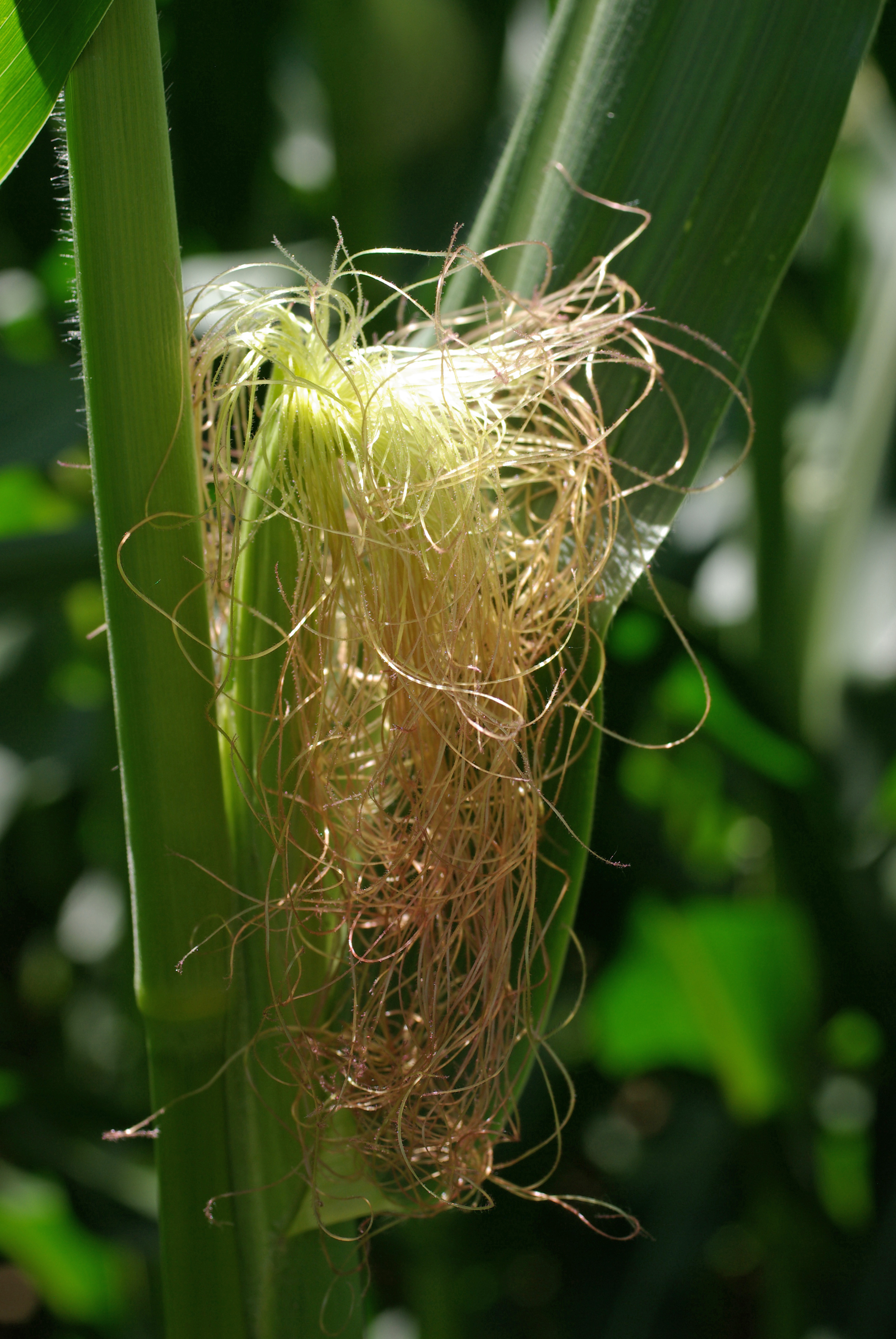 Zea mays L.