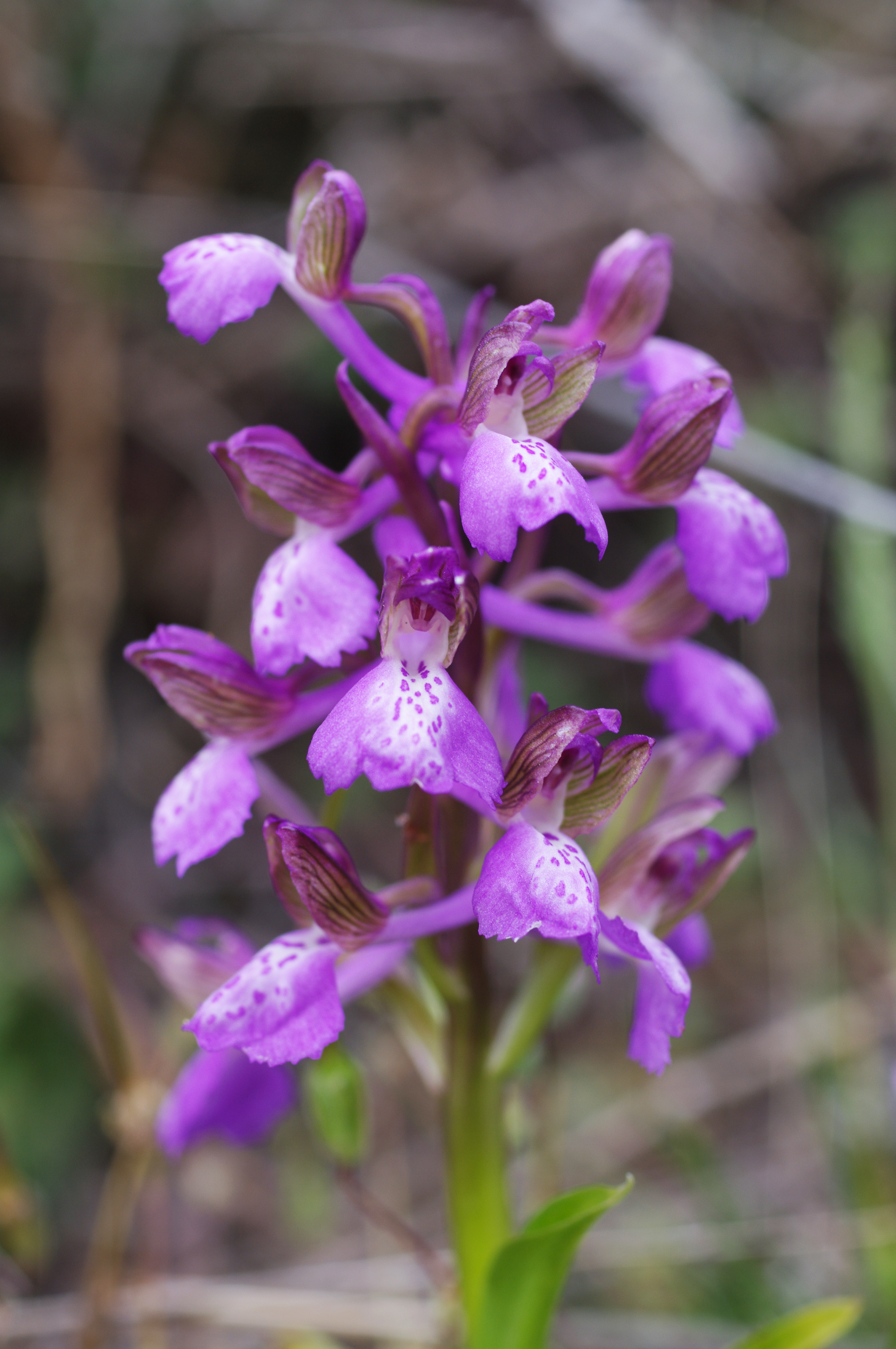 Orchis morio L.
