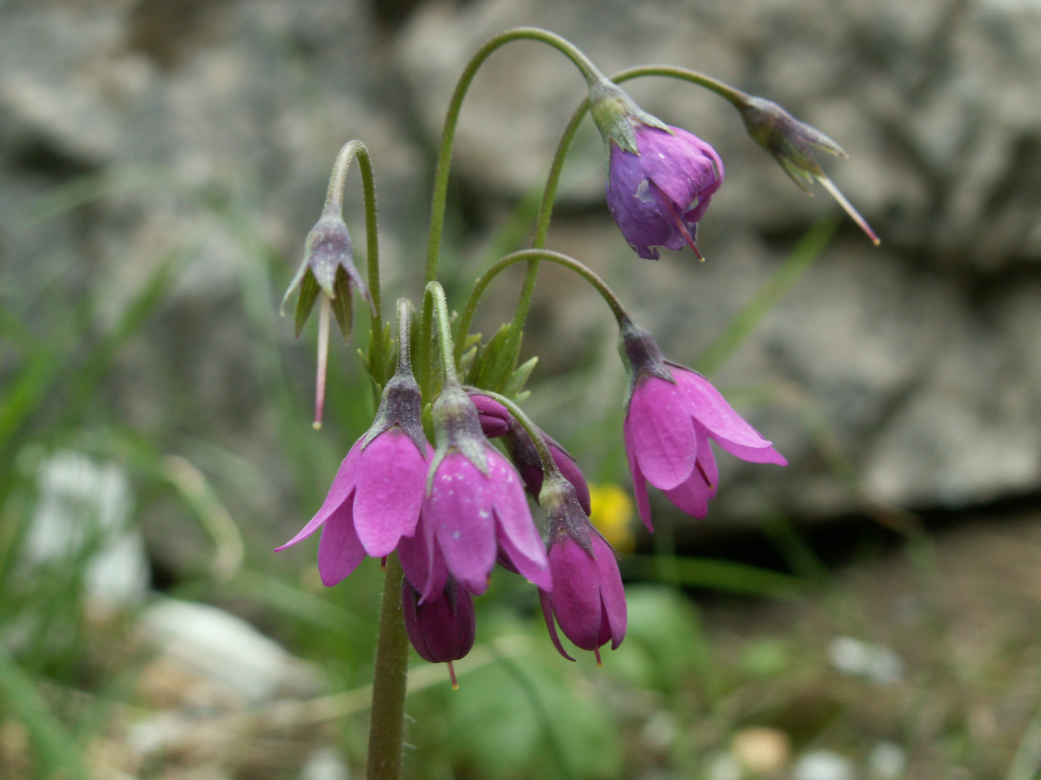 Cortusa matthioli L.