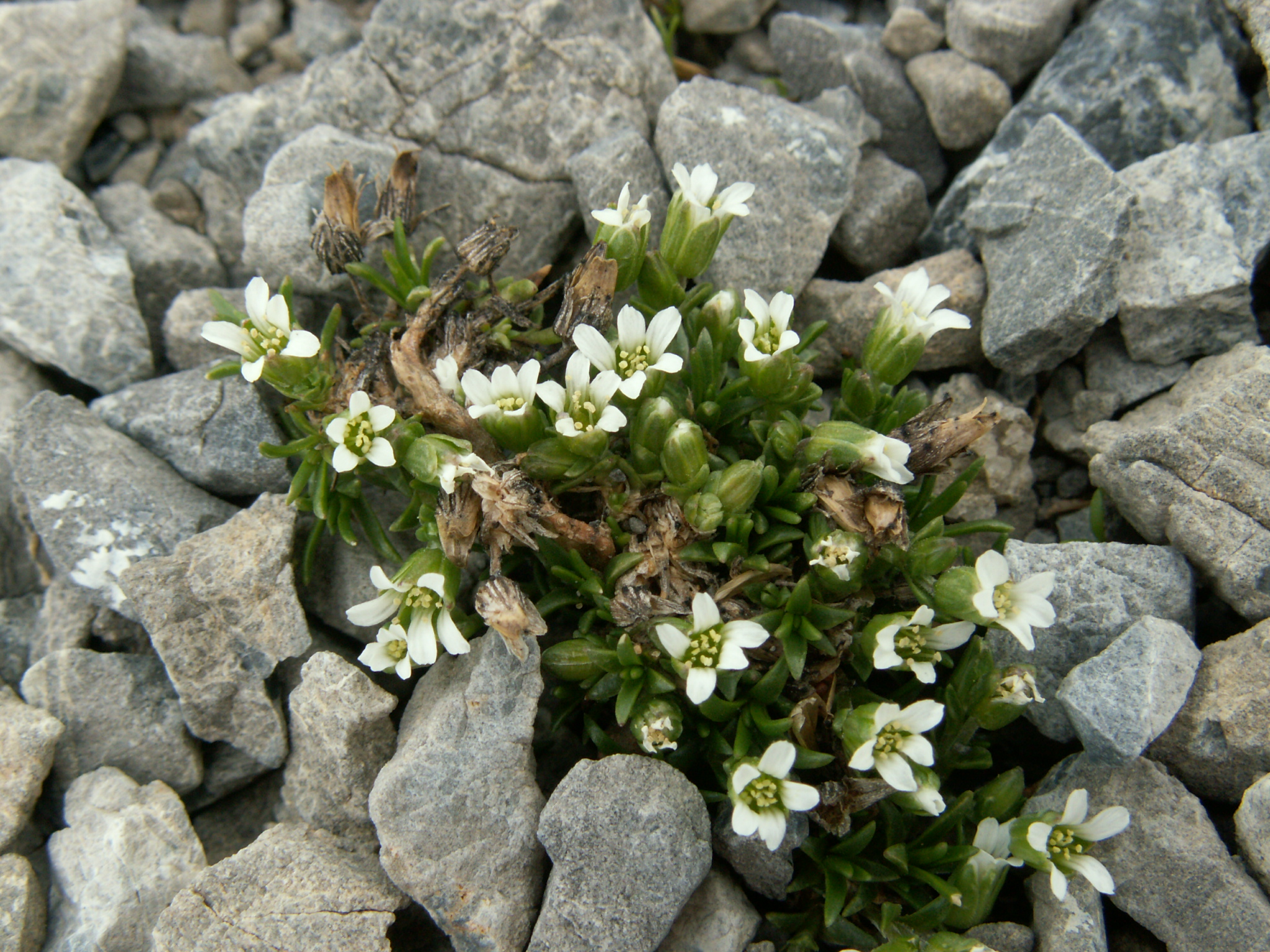 Minuartia biflora (L.) Schinz & Thell.