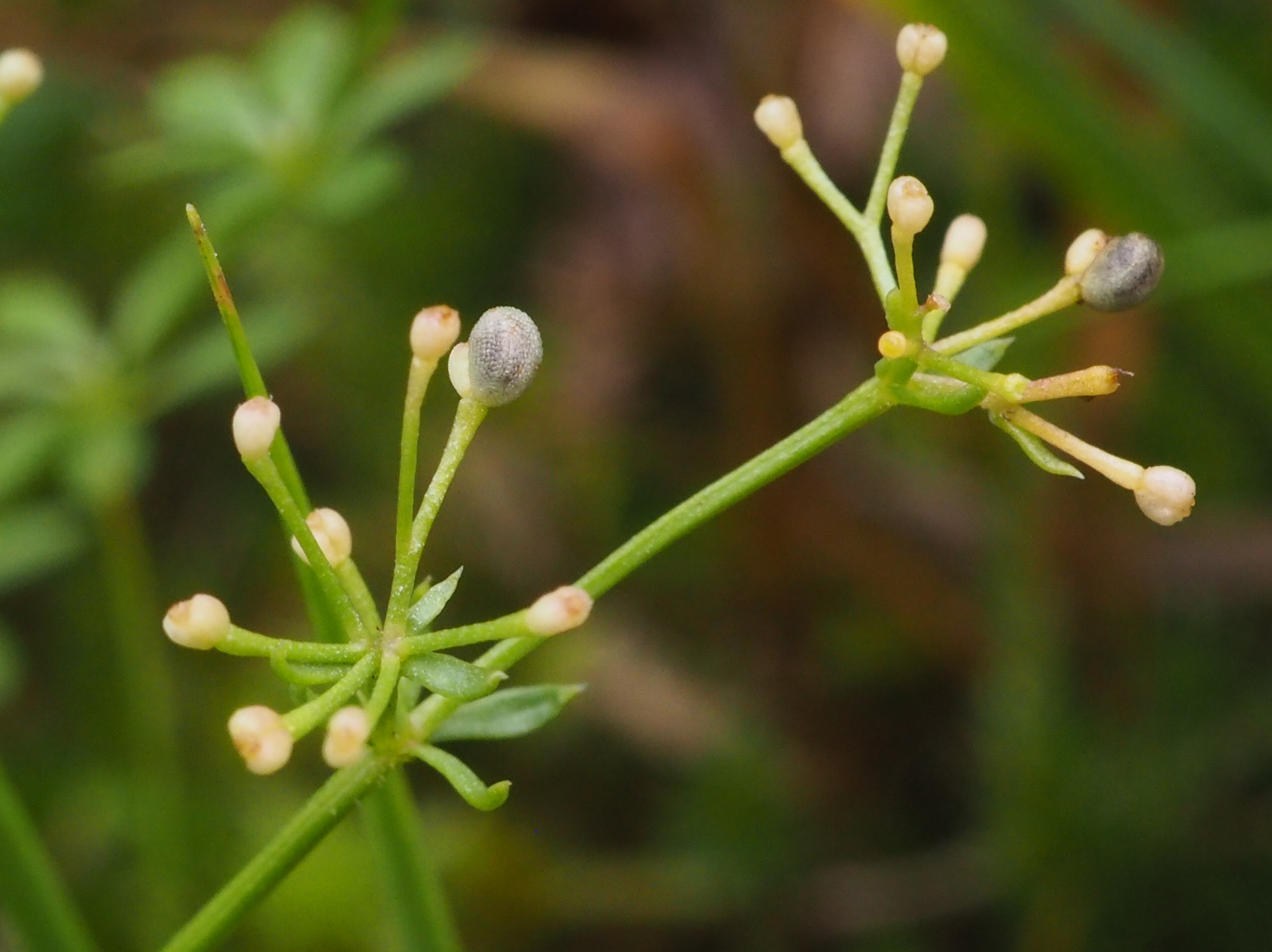 Galium saxatile L.